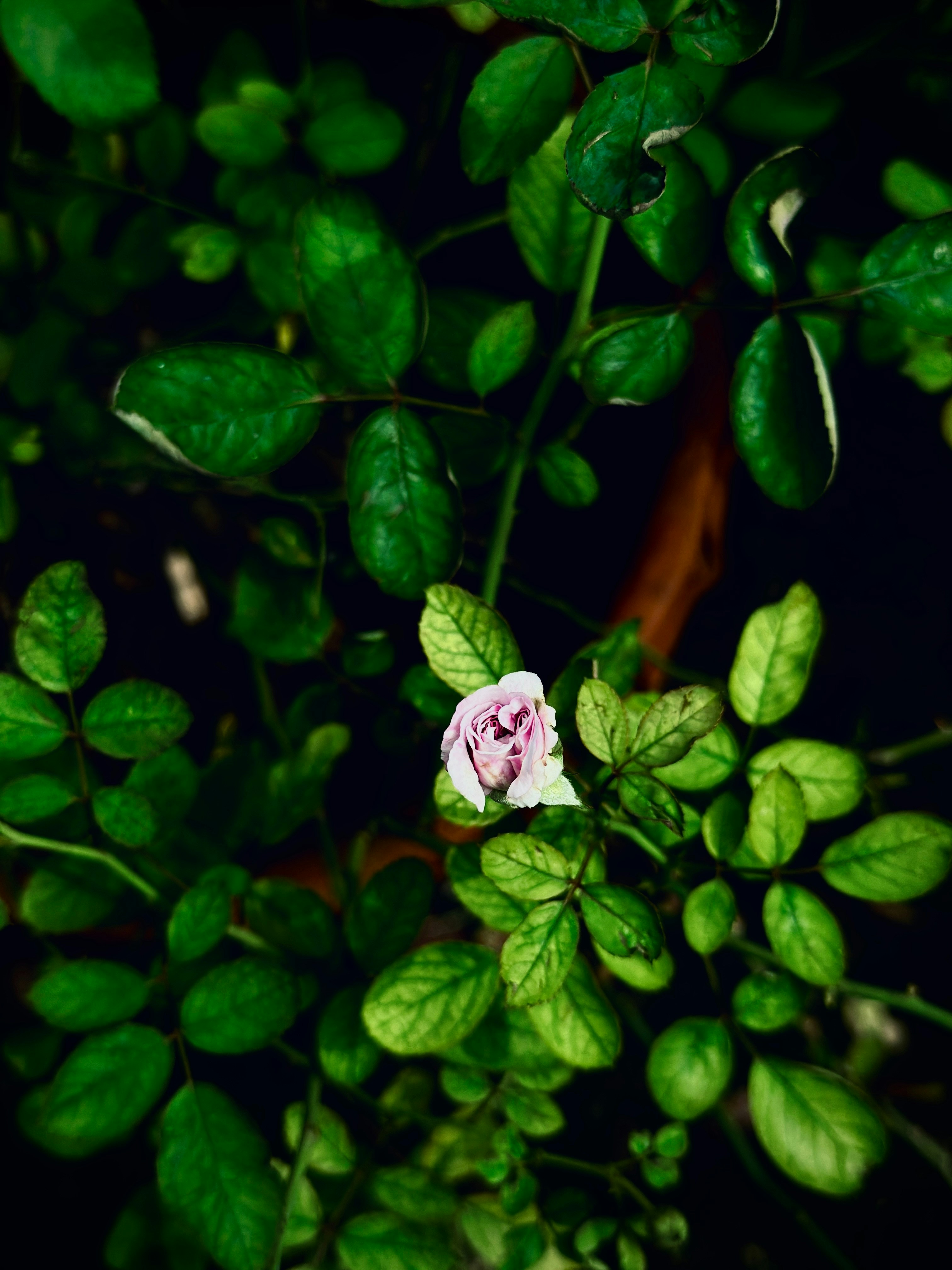 Rosebud in a Green Lattice: a Quiet Close-Up