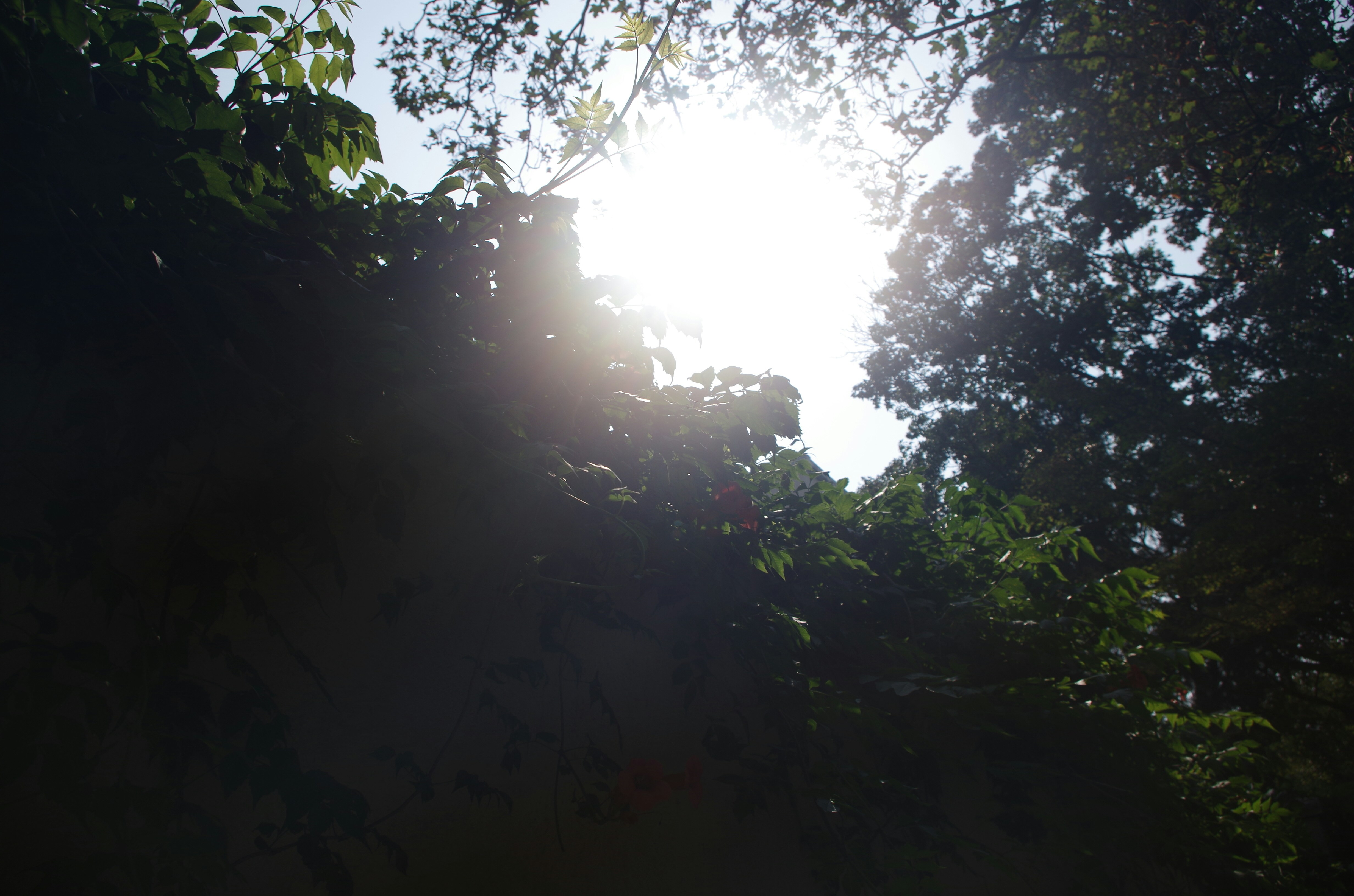 Bright sunlight filtering through lush green foliage, creating a serene and tranquil atmosphere.