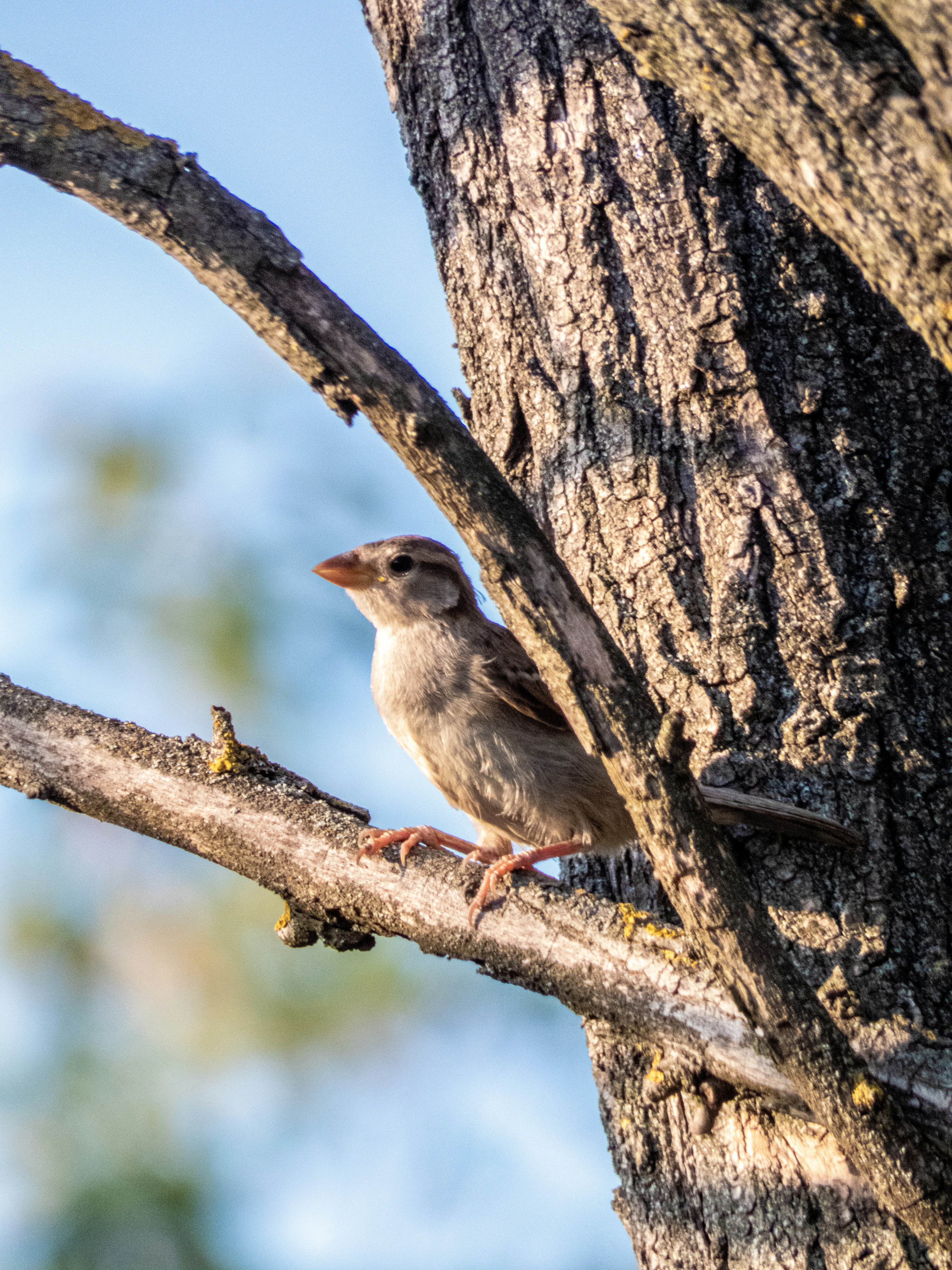 Tiny Perch: A Sparrow Anchored on Tree Bark