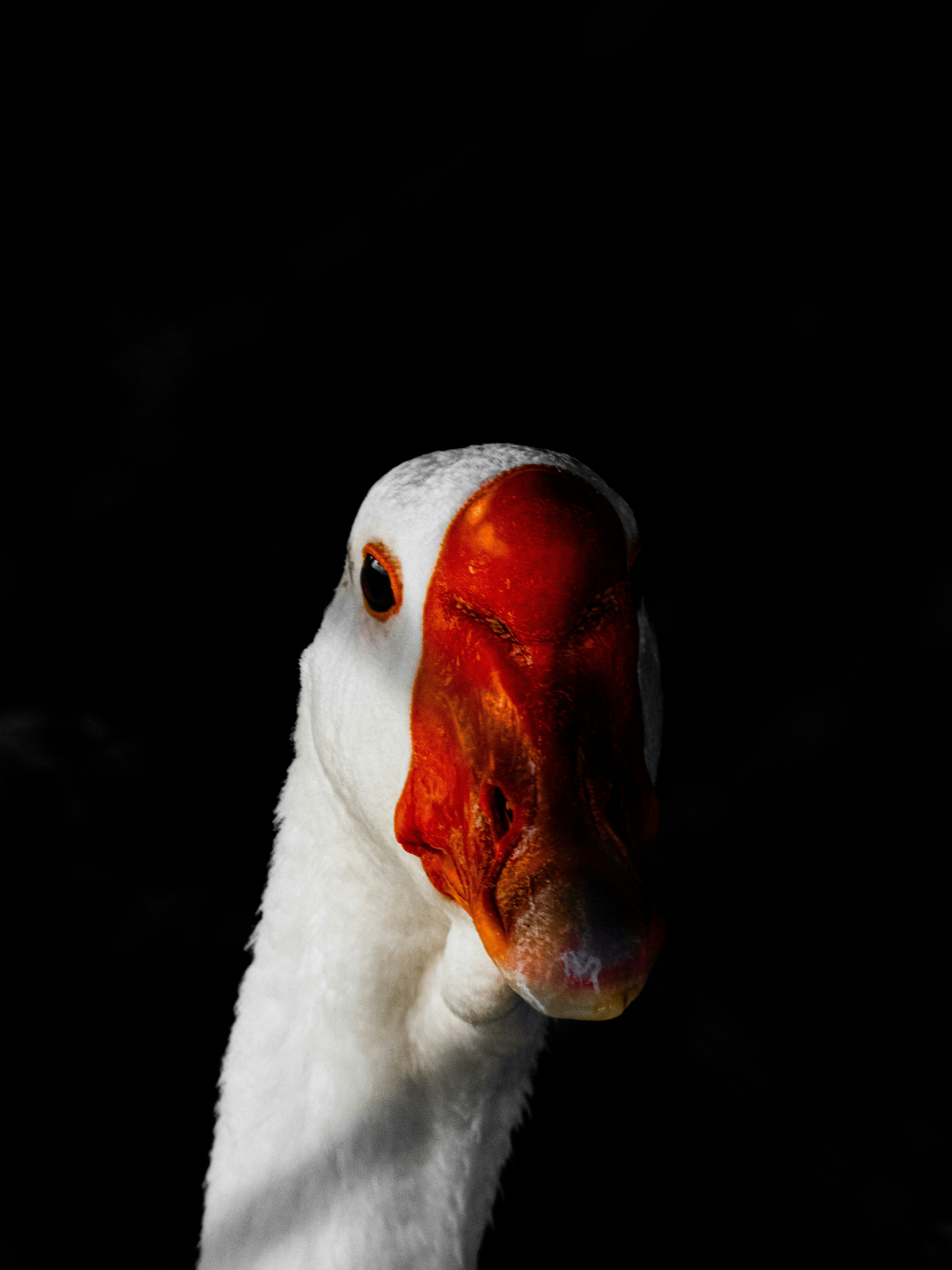 Fiery Beak in the Dark: Close-Up Portrait of a White Bird