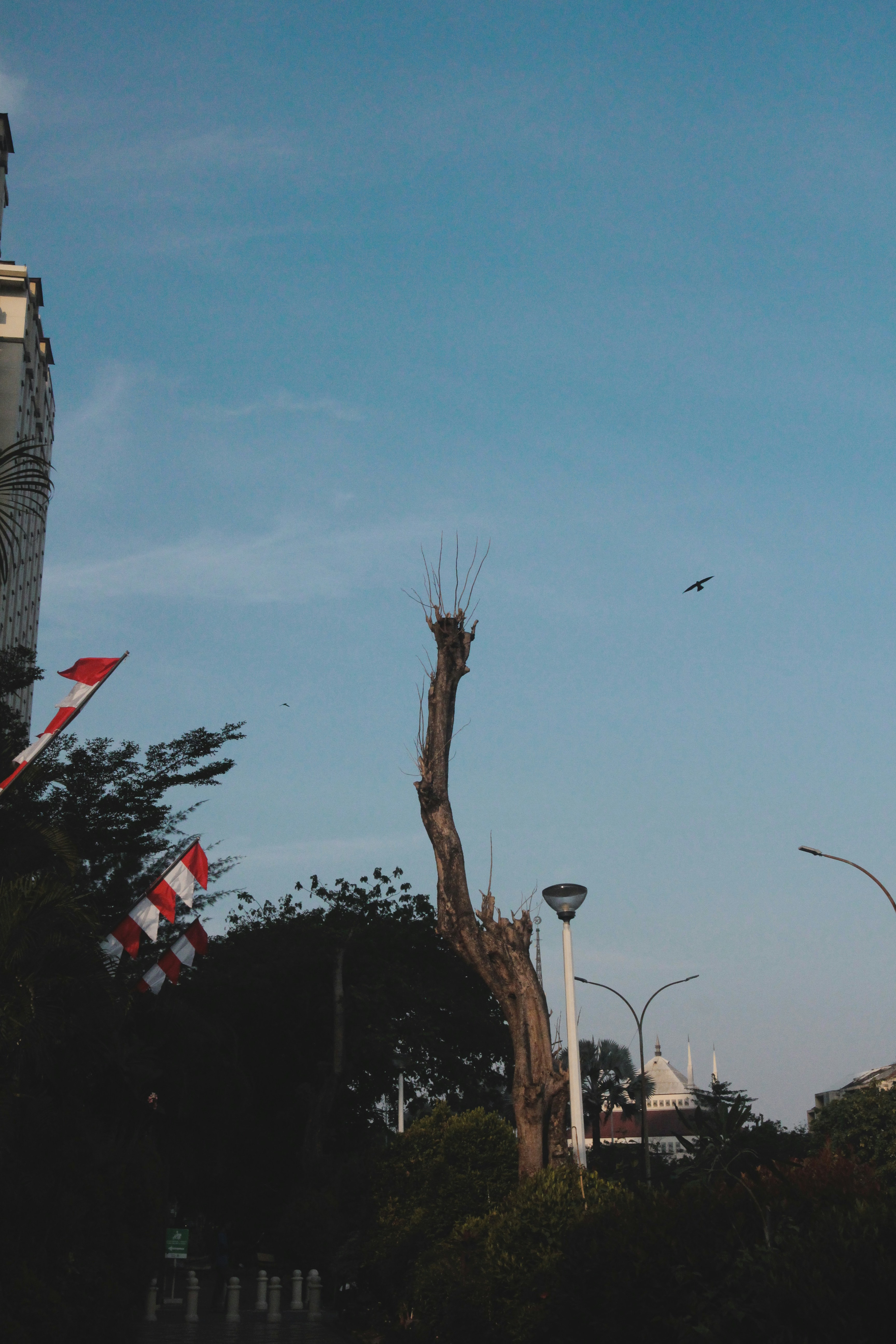 A photograph of a bare tree trunk rising beside a tree-lined street under a blue sky, with a building edge and red-and-white flags along the left.