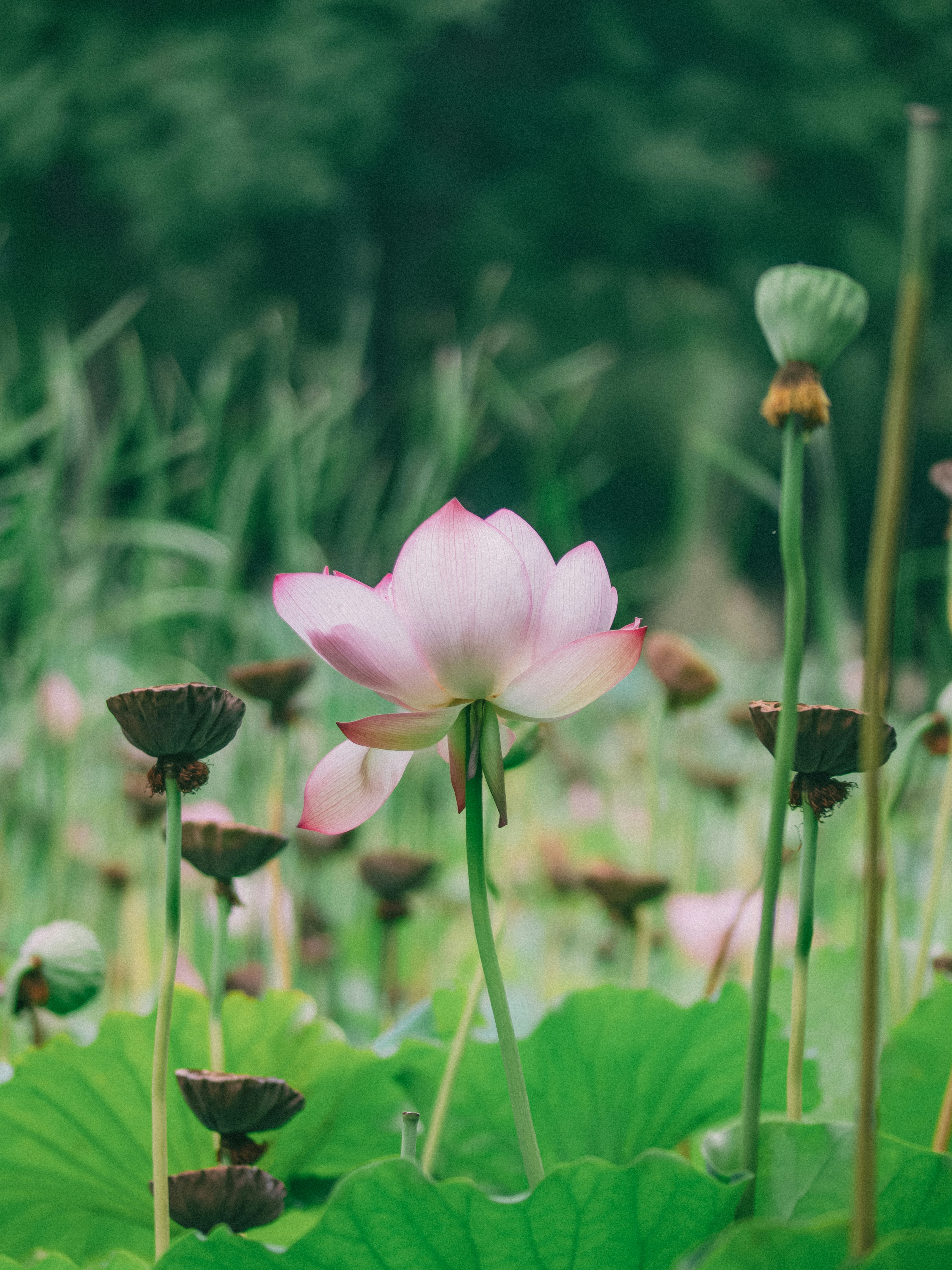 Foto Ladang yang penuh dengan bunga merah muda dan daun hijau – Gambar ...