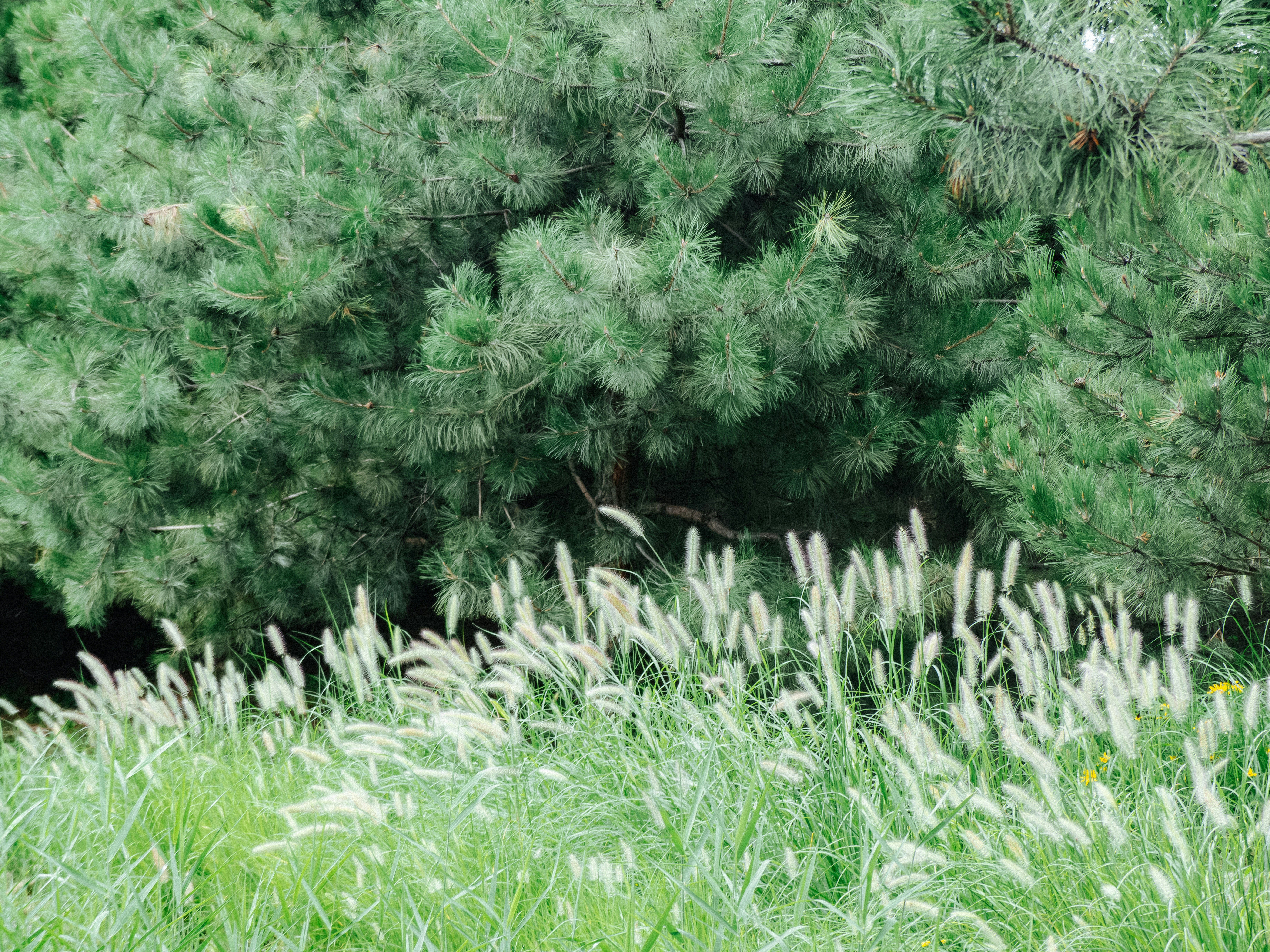 Photo by chris wang with Leica V-LUX 4