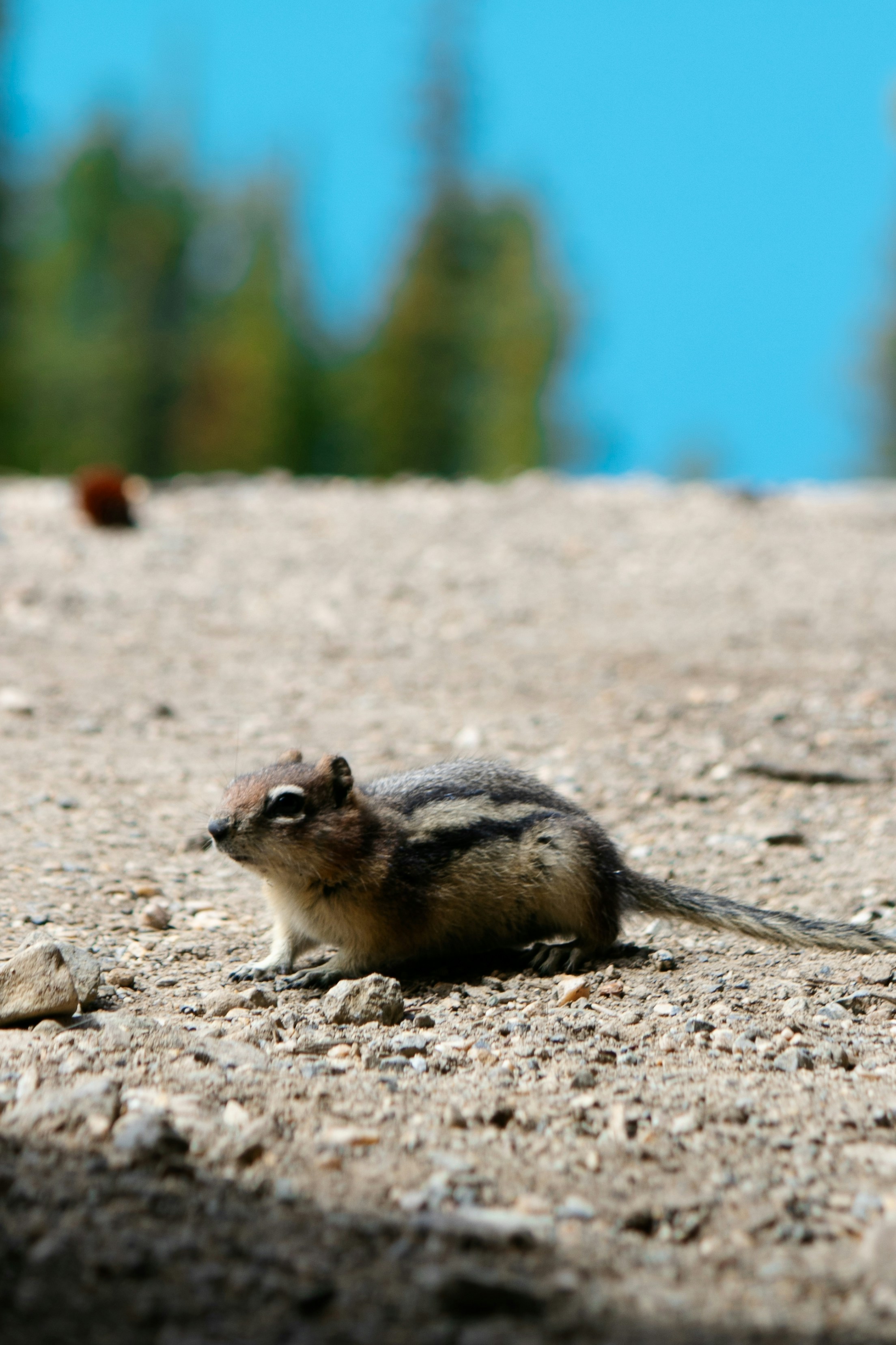 Curious Squirrel on a Gravel Stage Under a Cerulean Sky