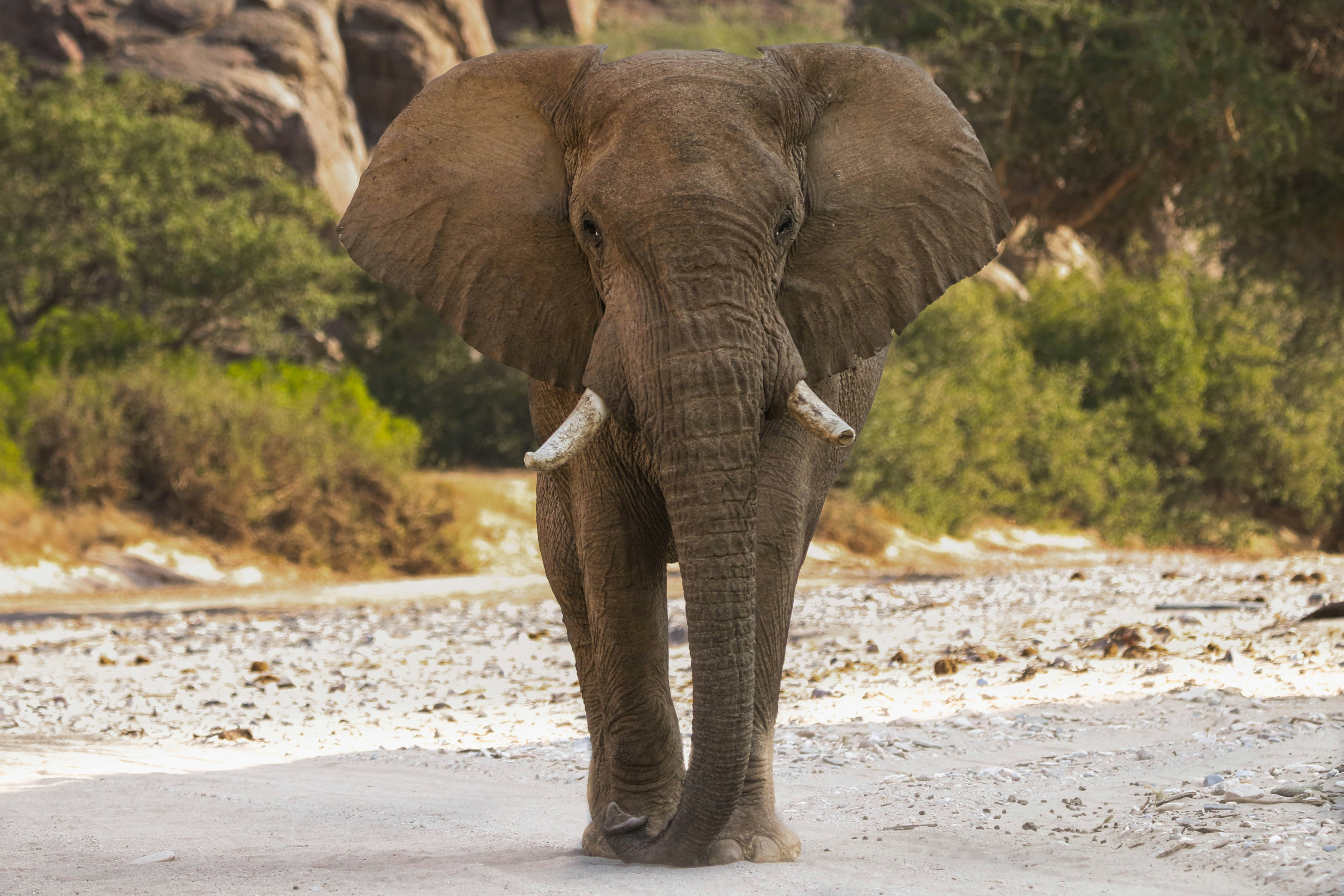 Grounded Giant: An Elephant Steps Across a Sandy Riverbank