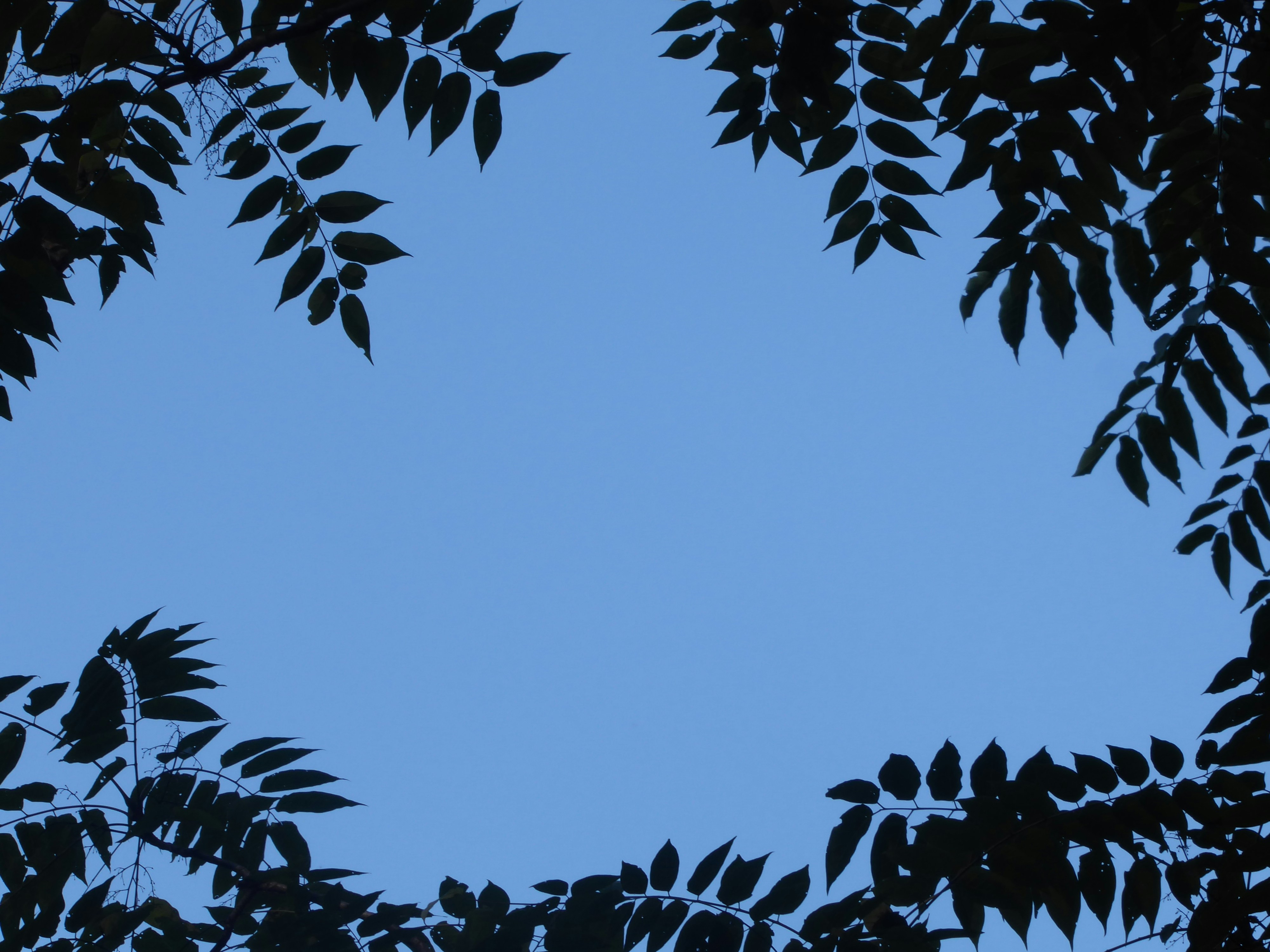 Azure Opening: Sky Framed by Shadowed Foliage