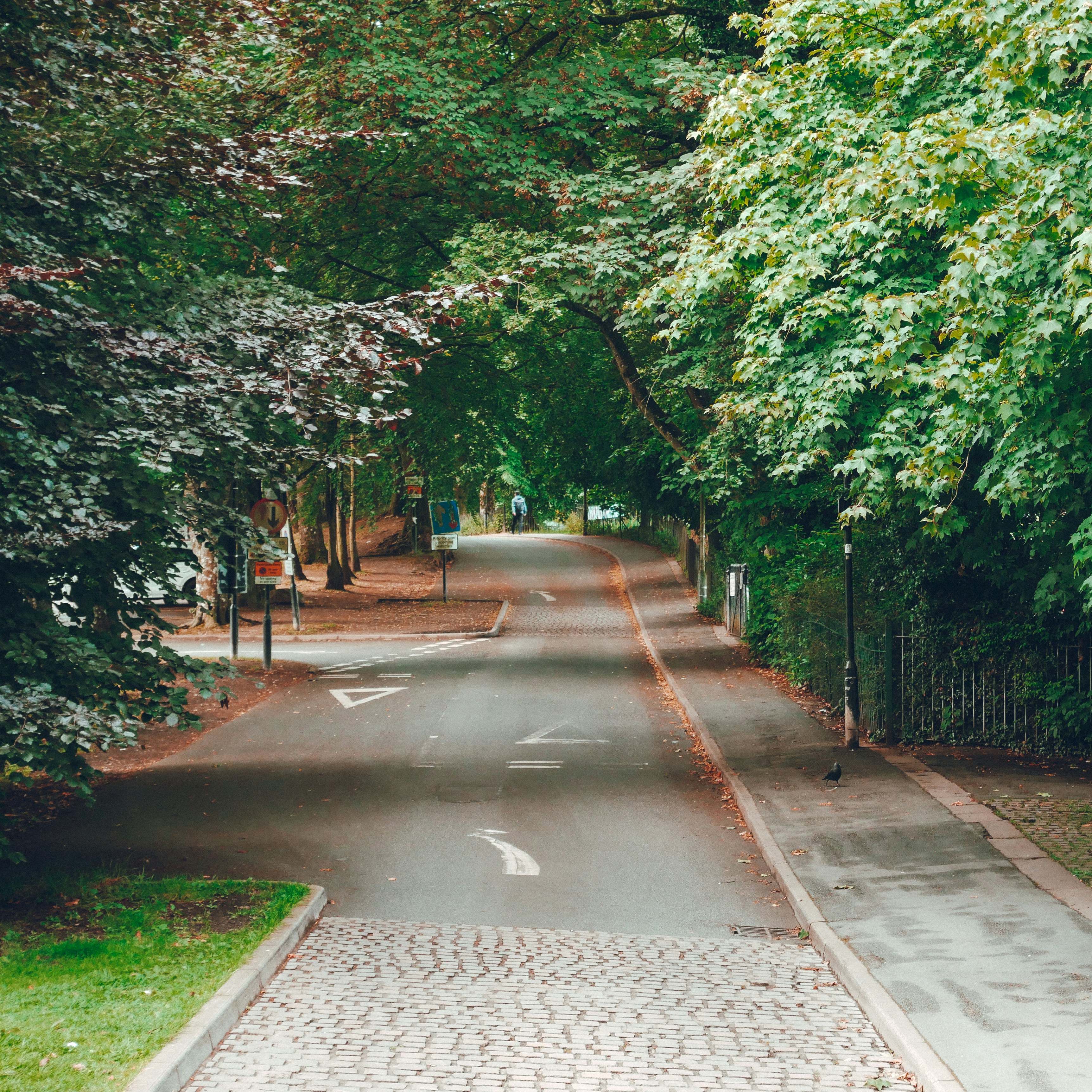A tranquil tree-lined avenue inviting pedestrians to explore the lush surroundings. The winding road is framed by vibrant foliage.
