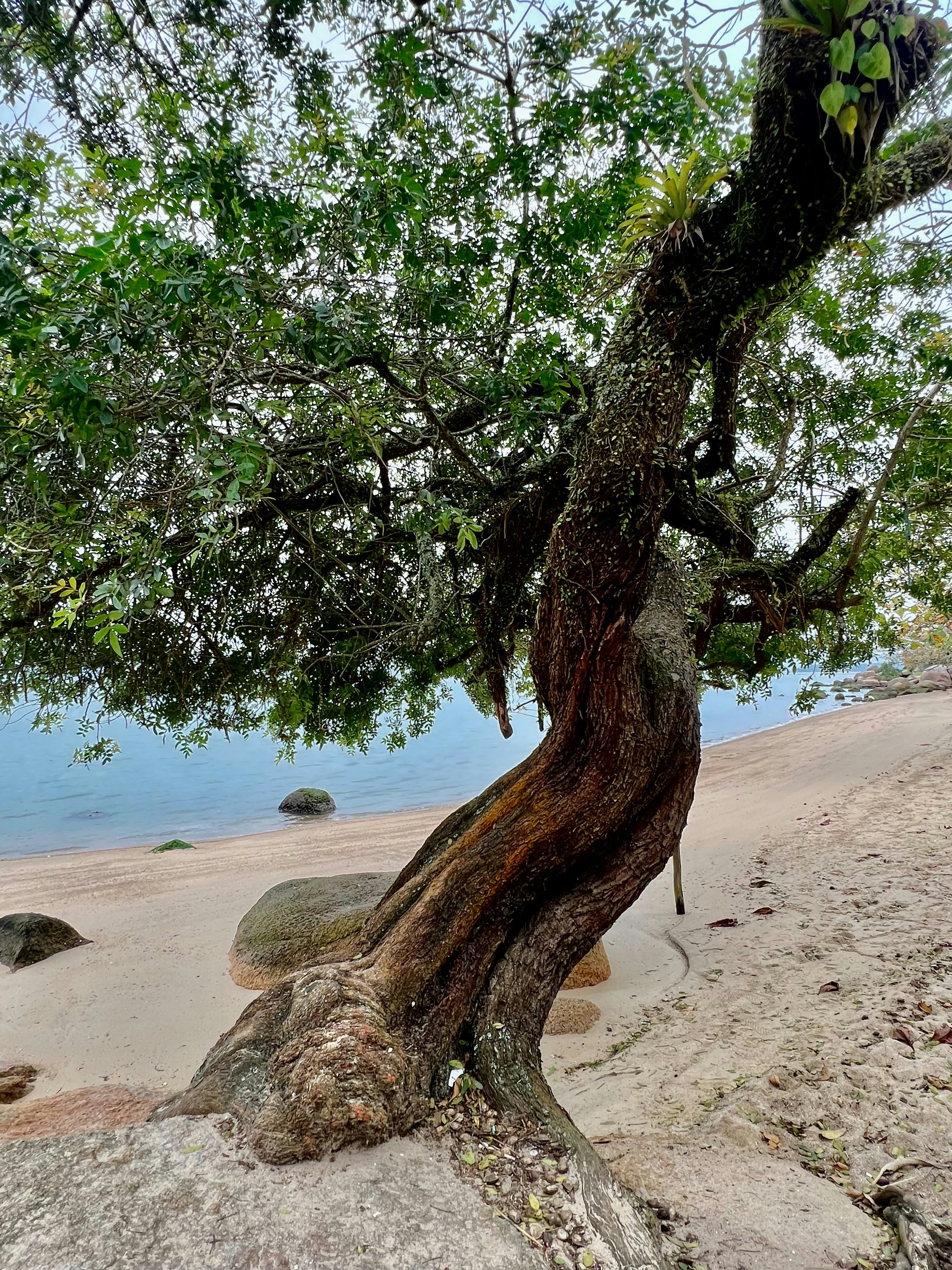 Gnarled Shoreline Sentinel: Tree Leaning Toward the Sea