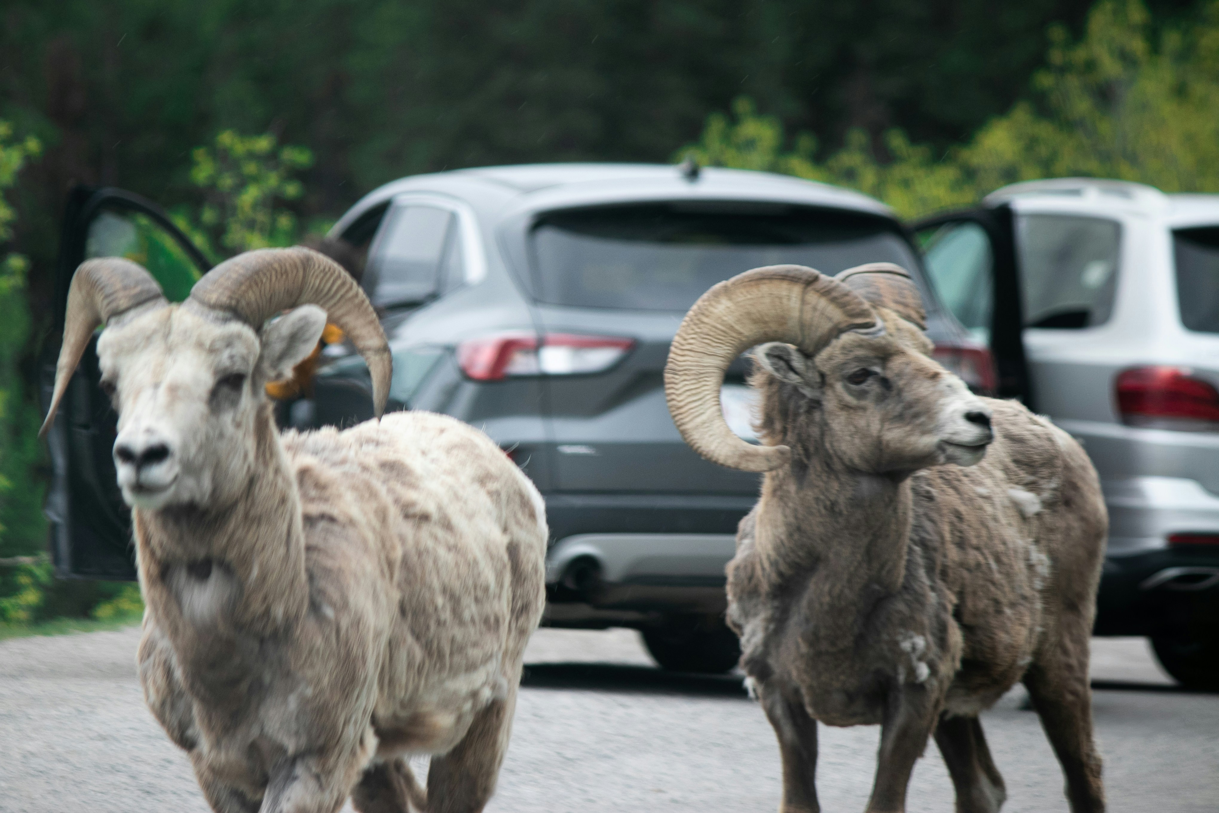 Curious Rams at the Parking Lot Crossing
