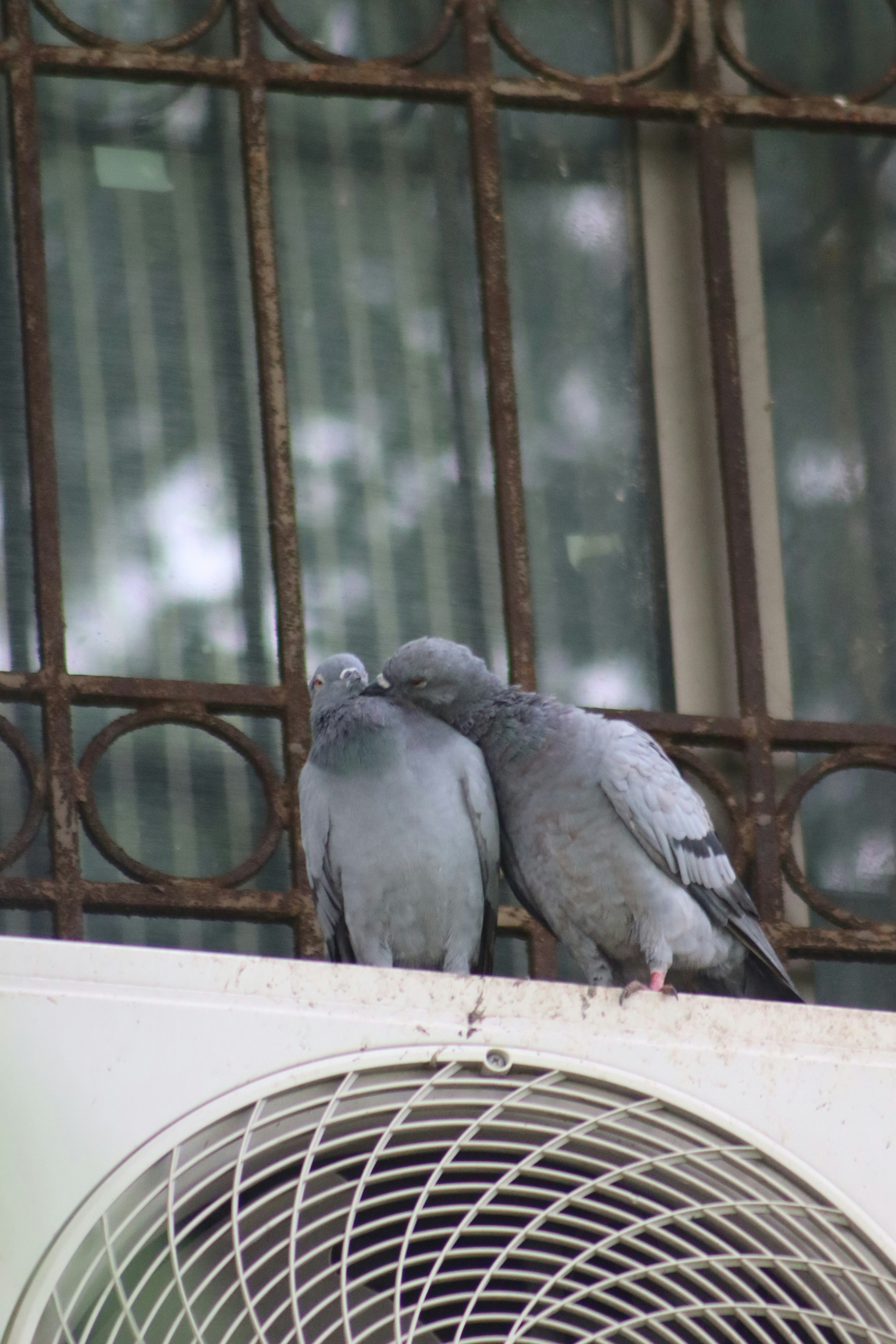 A couple of birds sitting on top of a window sill photo – Free Animal ...
