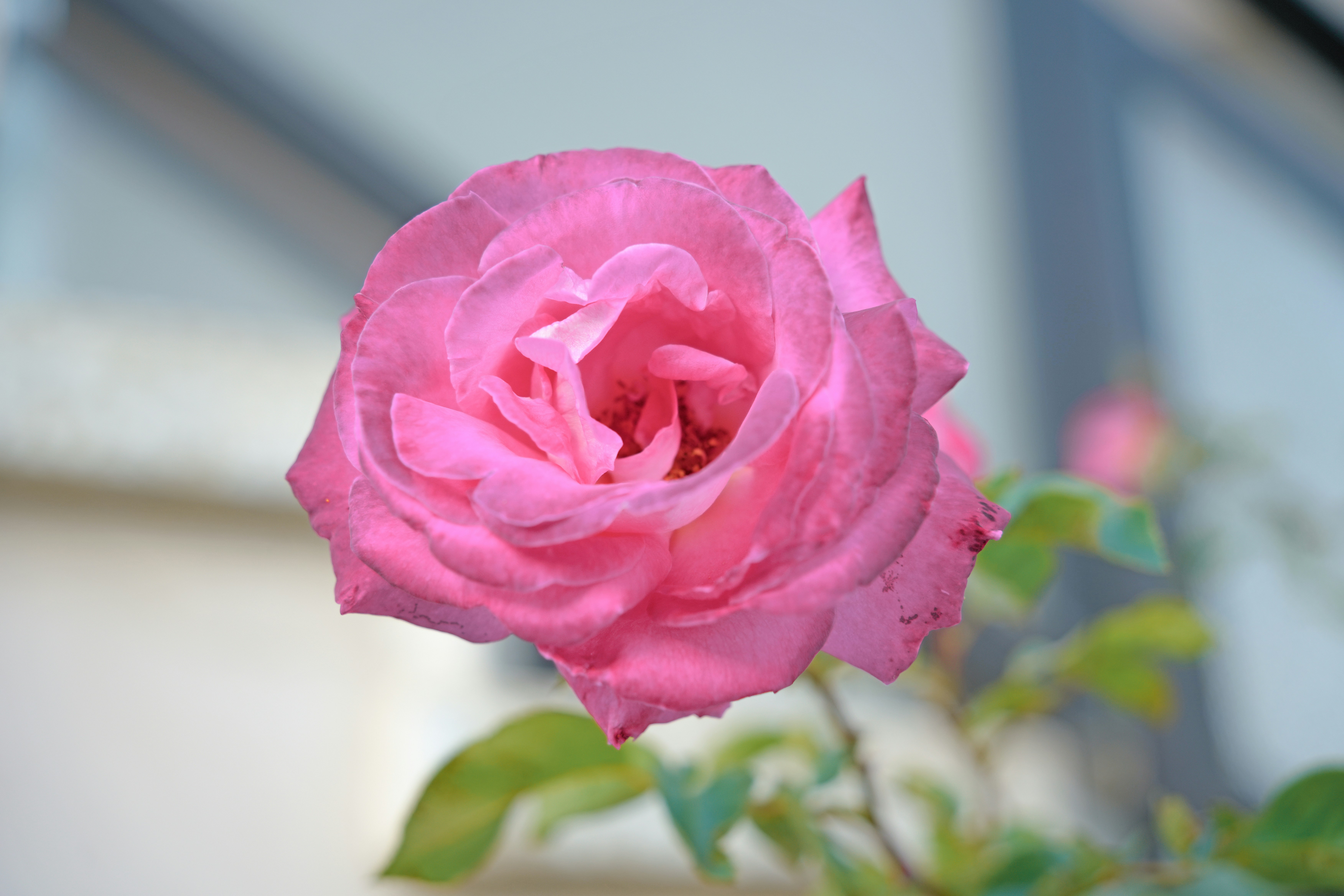 Petaled Spotlight: Close-Up Pink Rose with Soft Bokeh