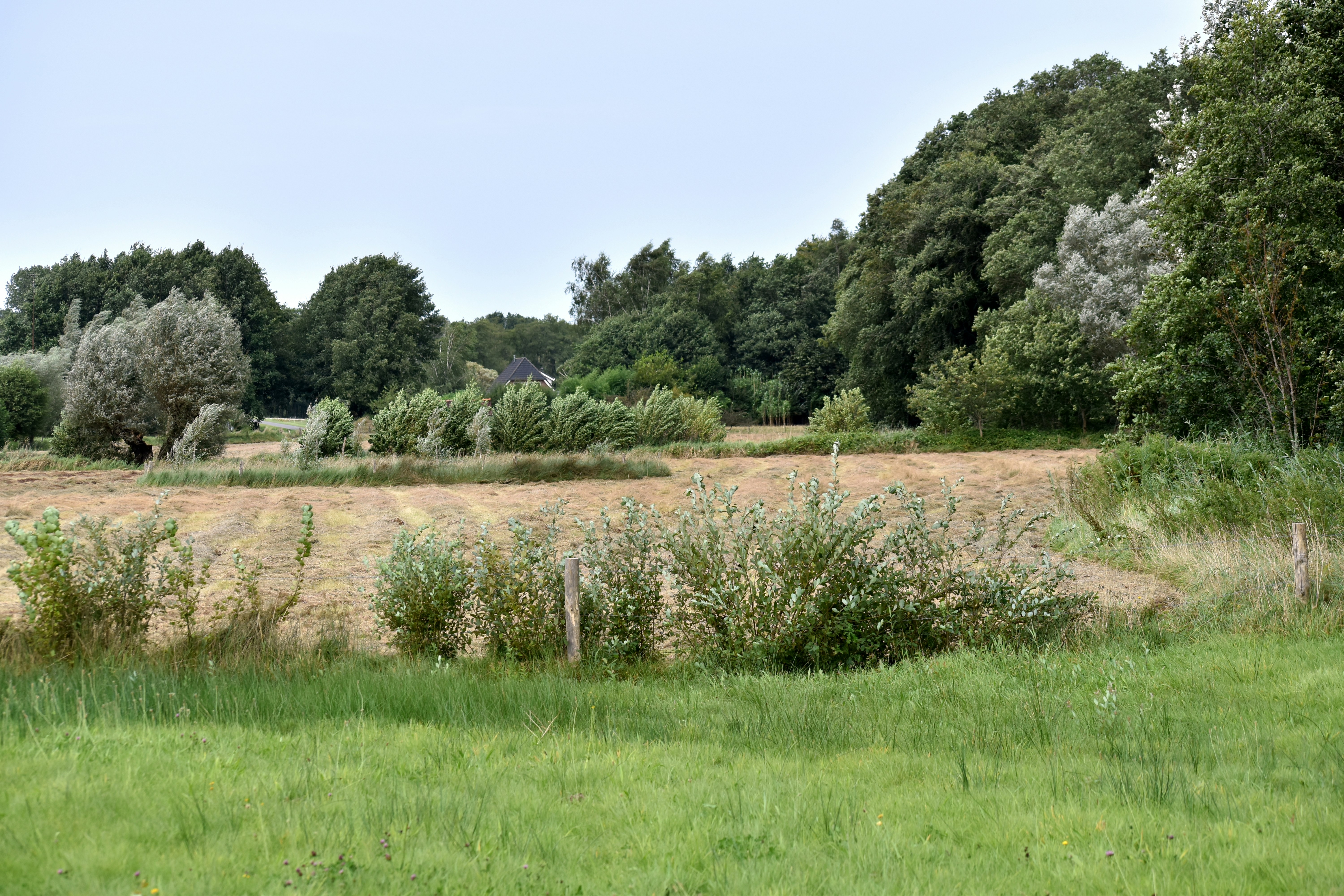 A farmhouse situated between trees and a meadow (Pollard willows - windy day)