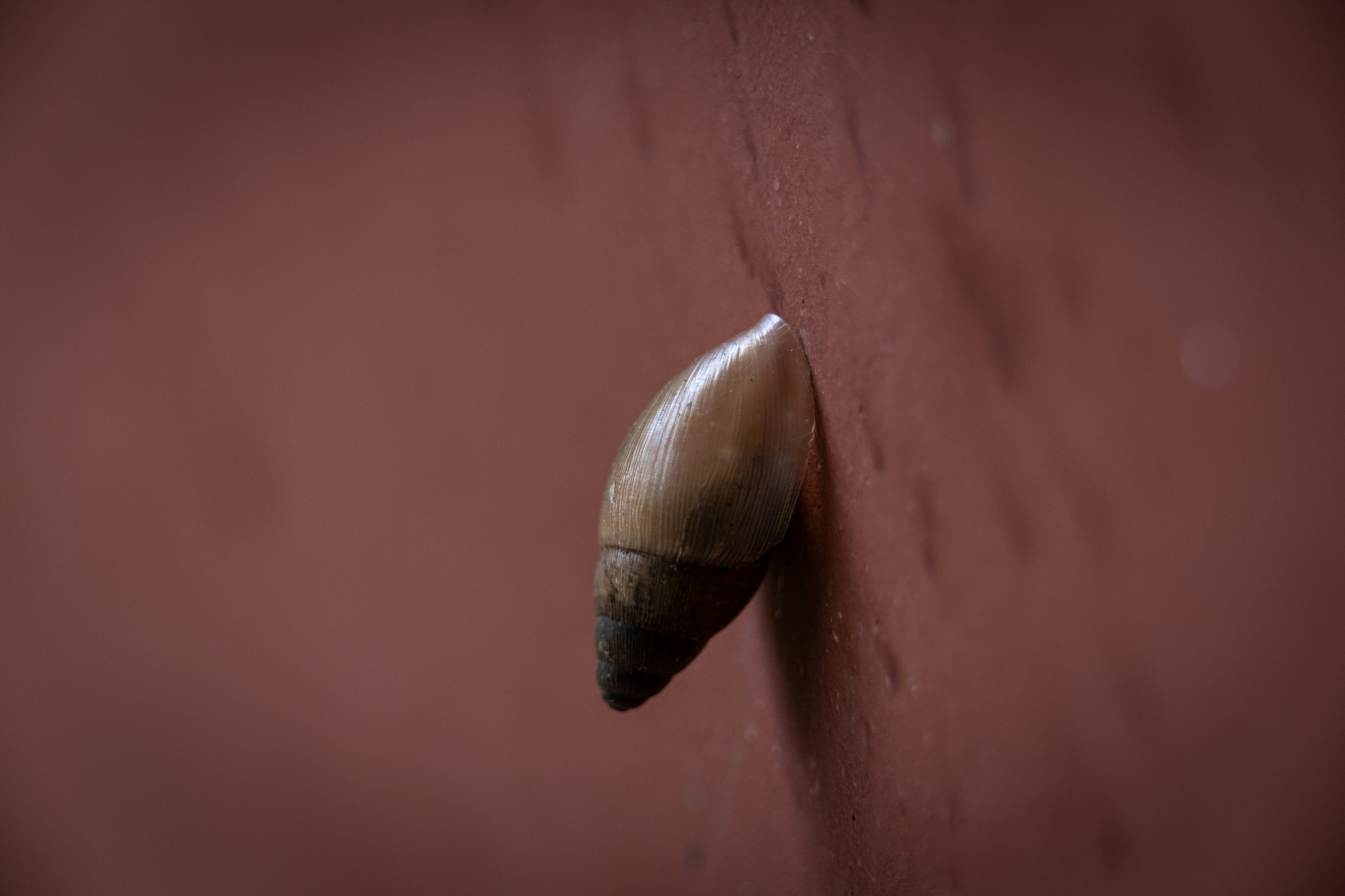 Armor on Red: A Tiny Shell Anchored to a Weathered Wall