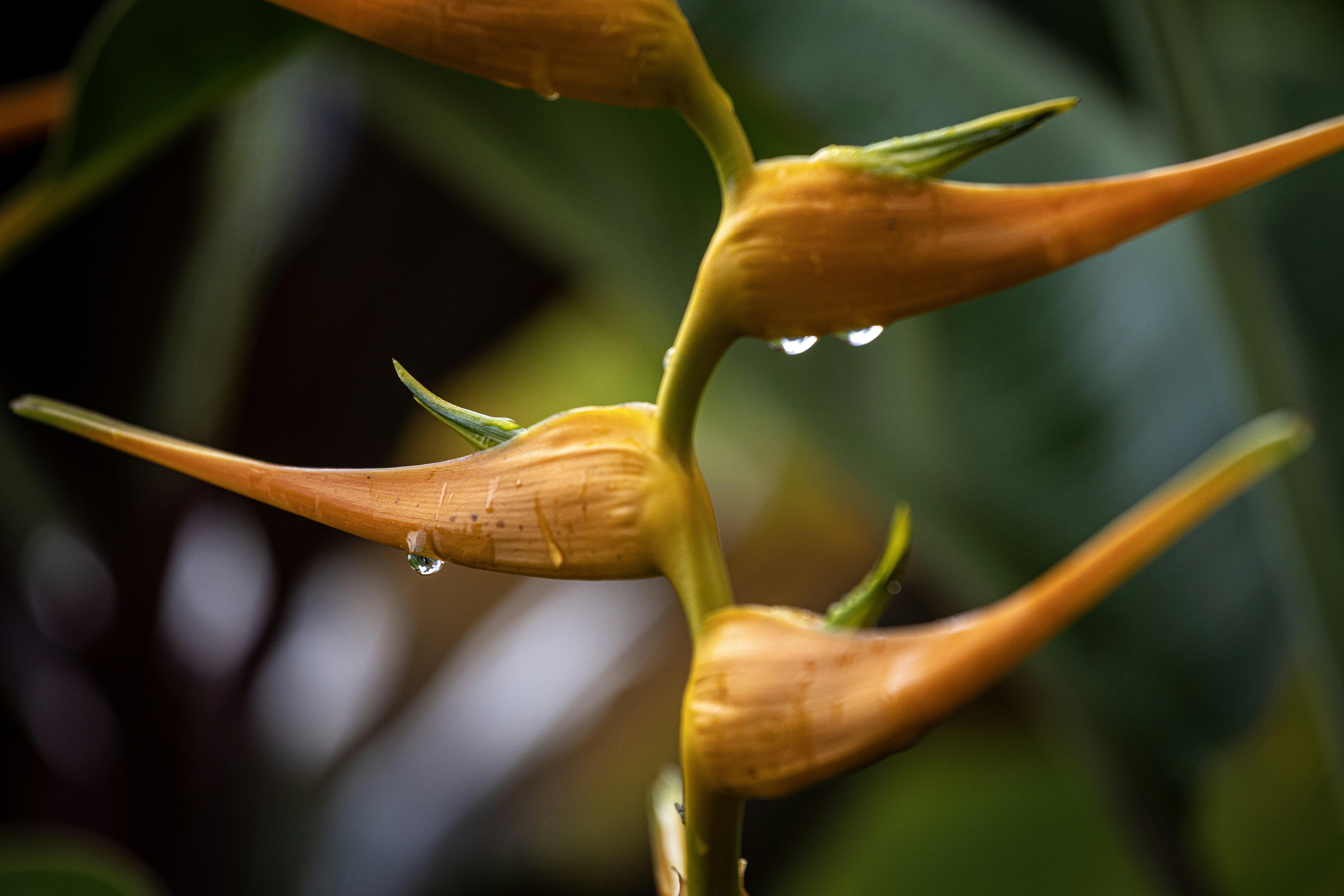Nature's Jewel: Dew-Kissed Heliconia