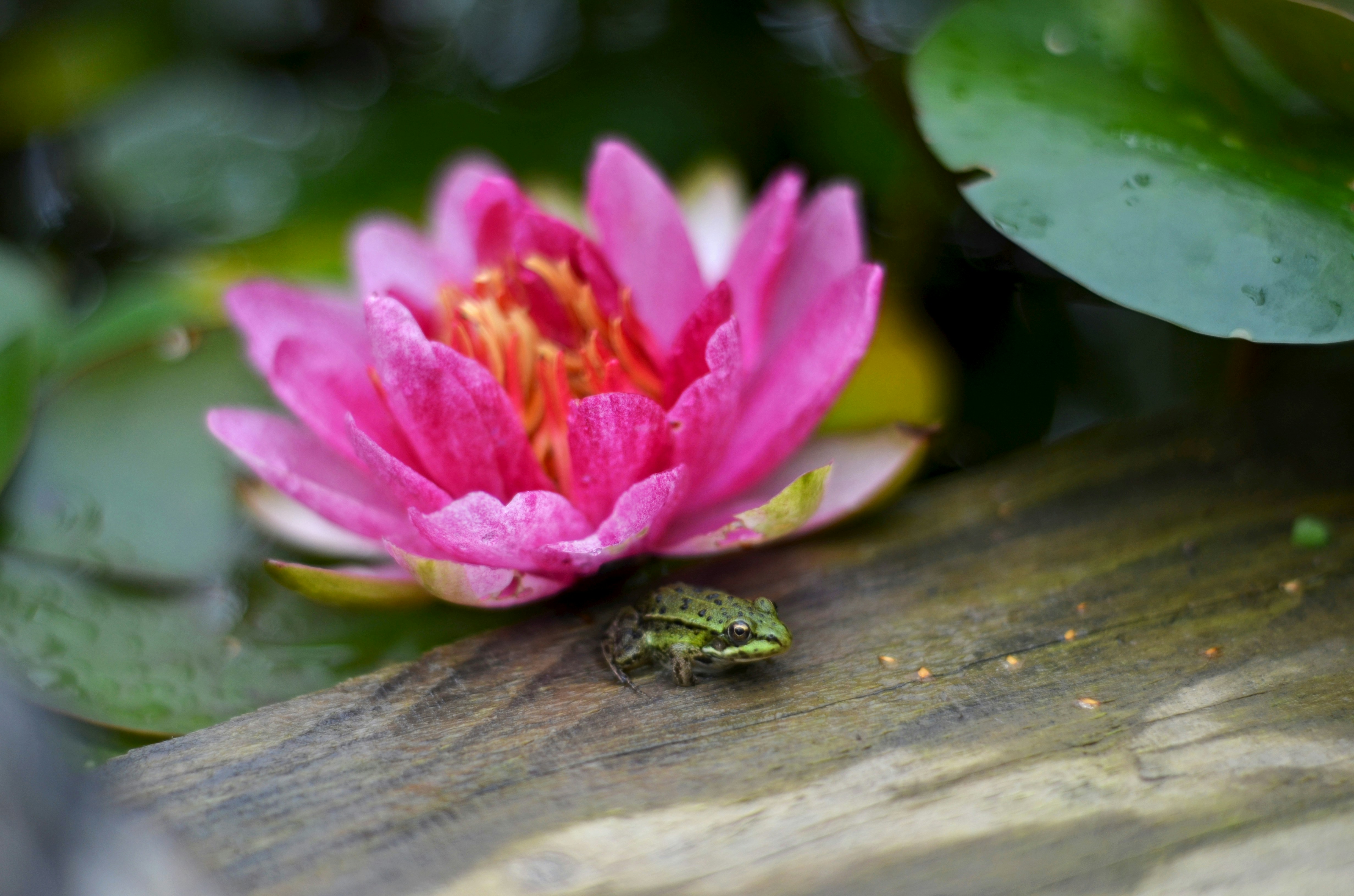 Petite Frog Beside a Vibrant Water Lily