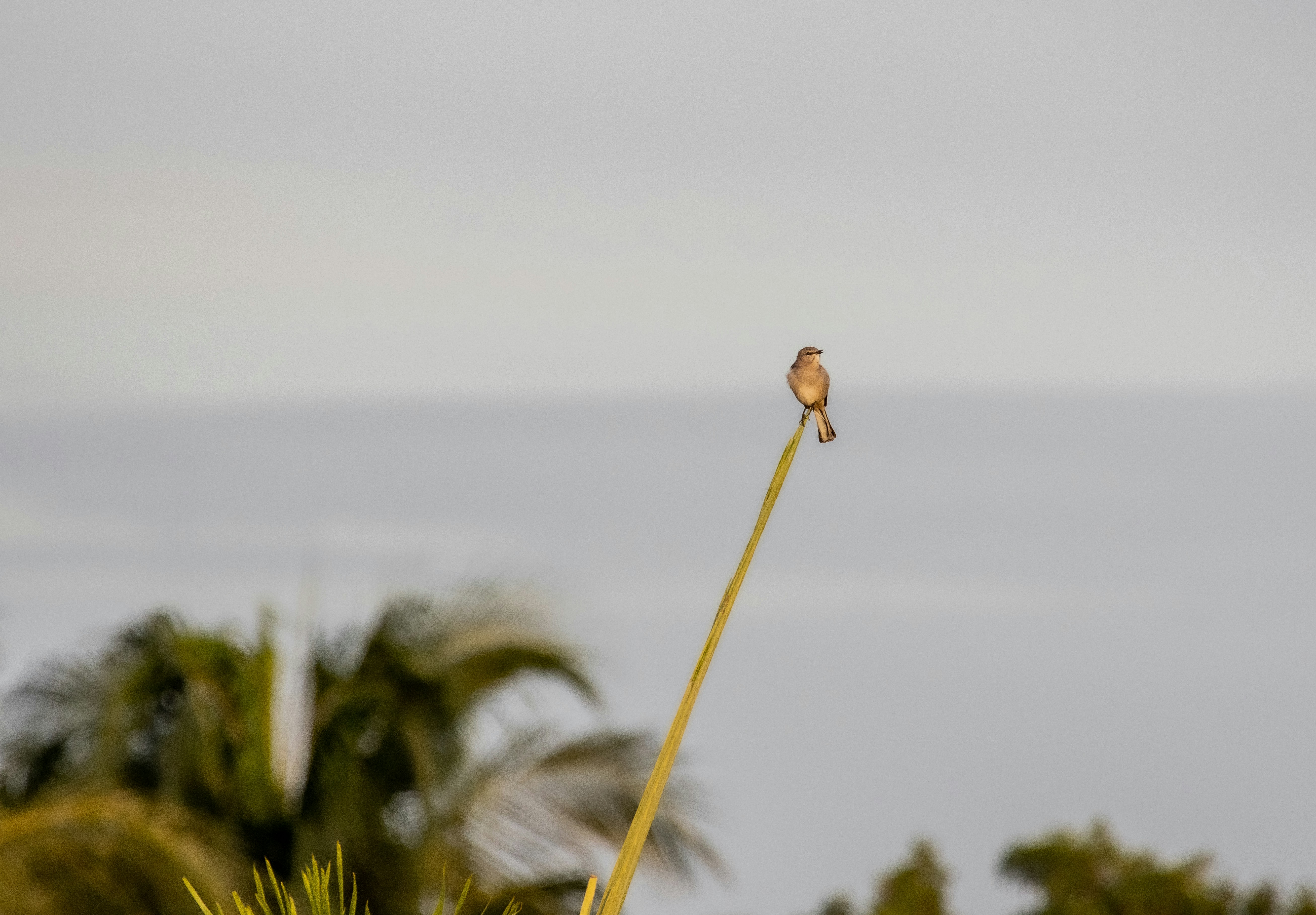 A Tiny Perch: Burgeoning Bird on a Delicate Stem