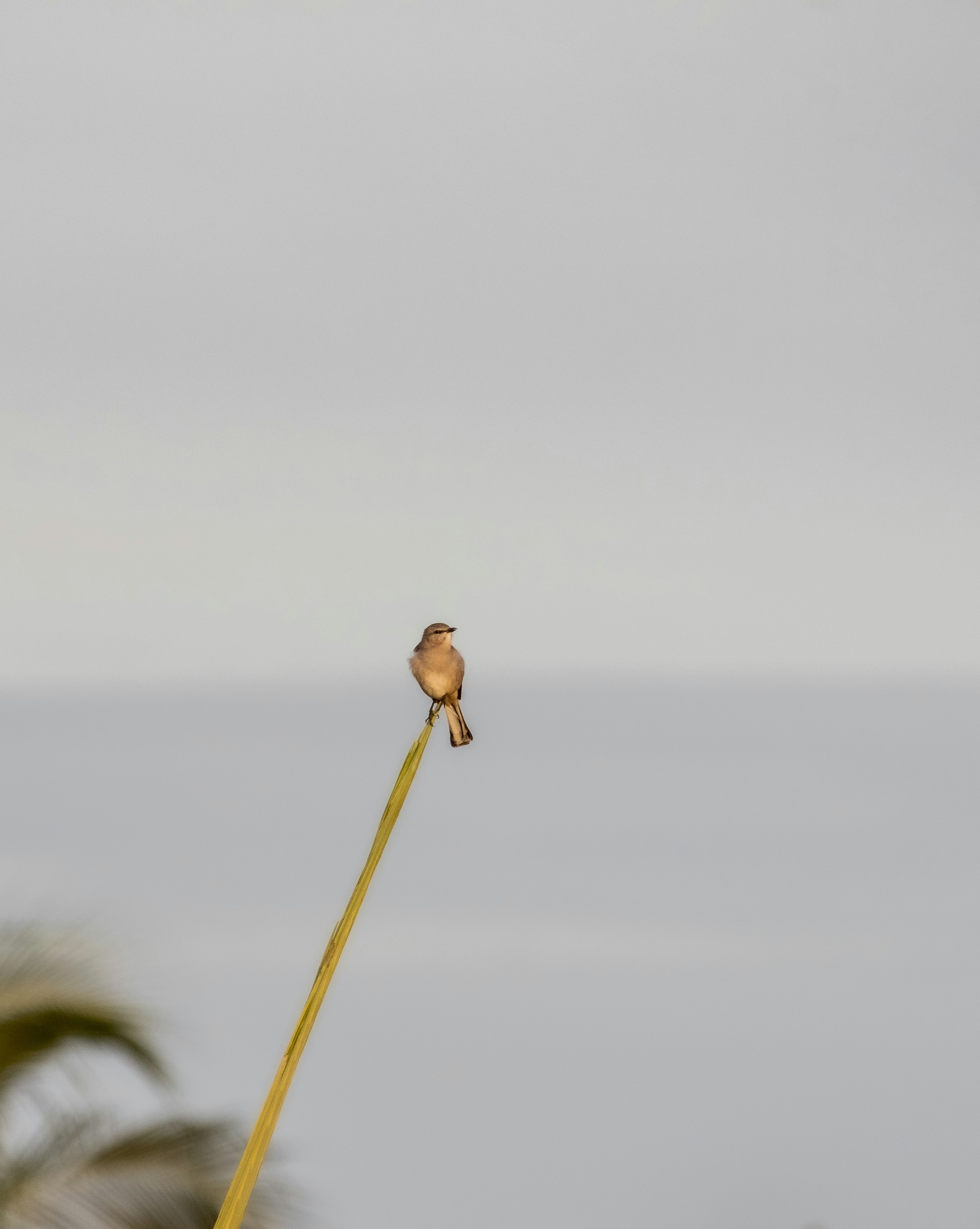 Perched in Quiet Spotlight: A Tiny Bird on a Slender Reed