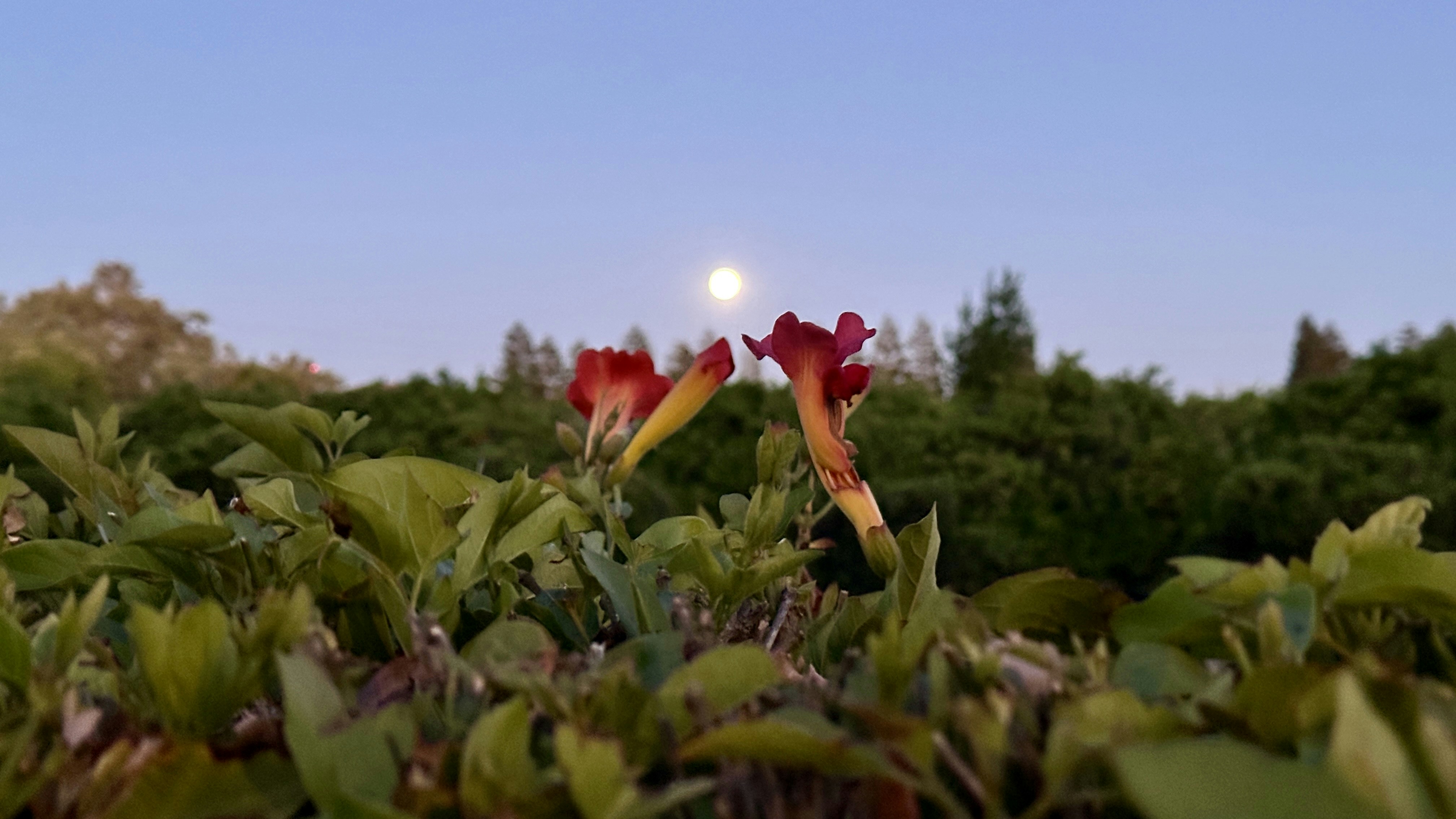 Moonrise over Red Trumpetflowers at Blue Hour