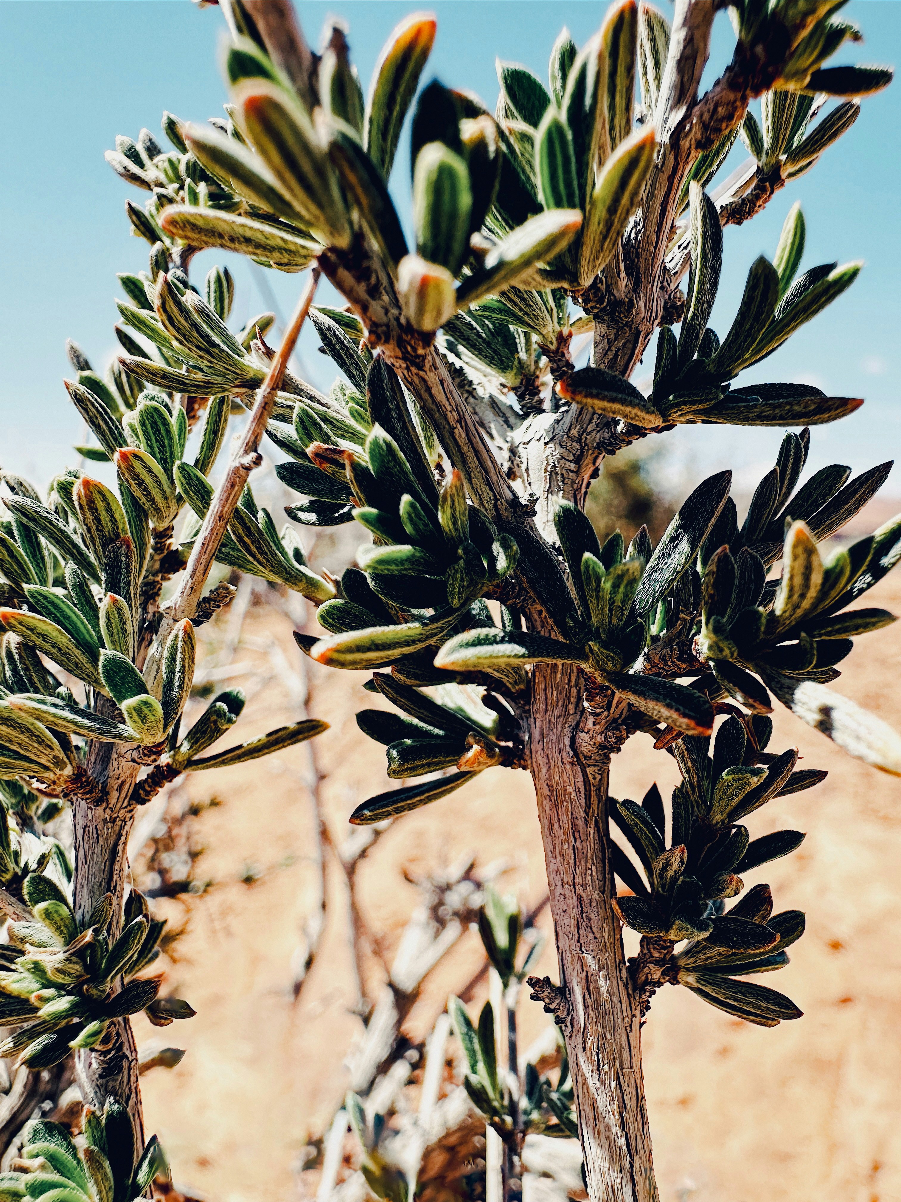 A close up of a tree with lots of leaves