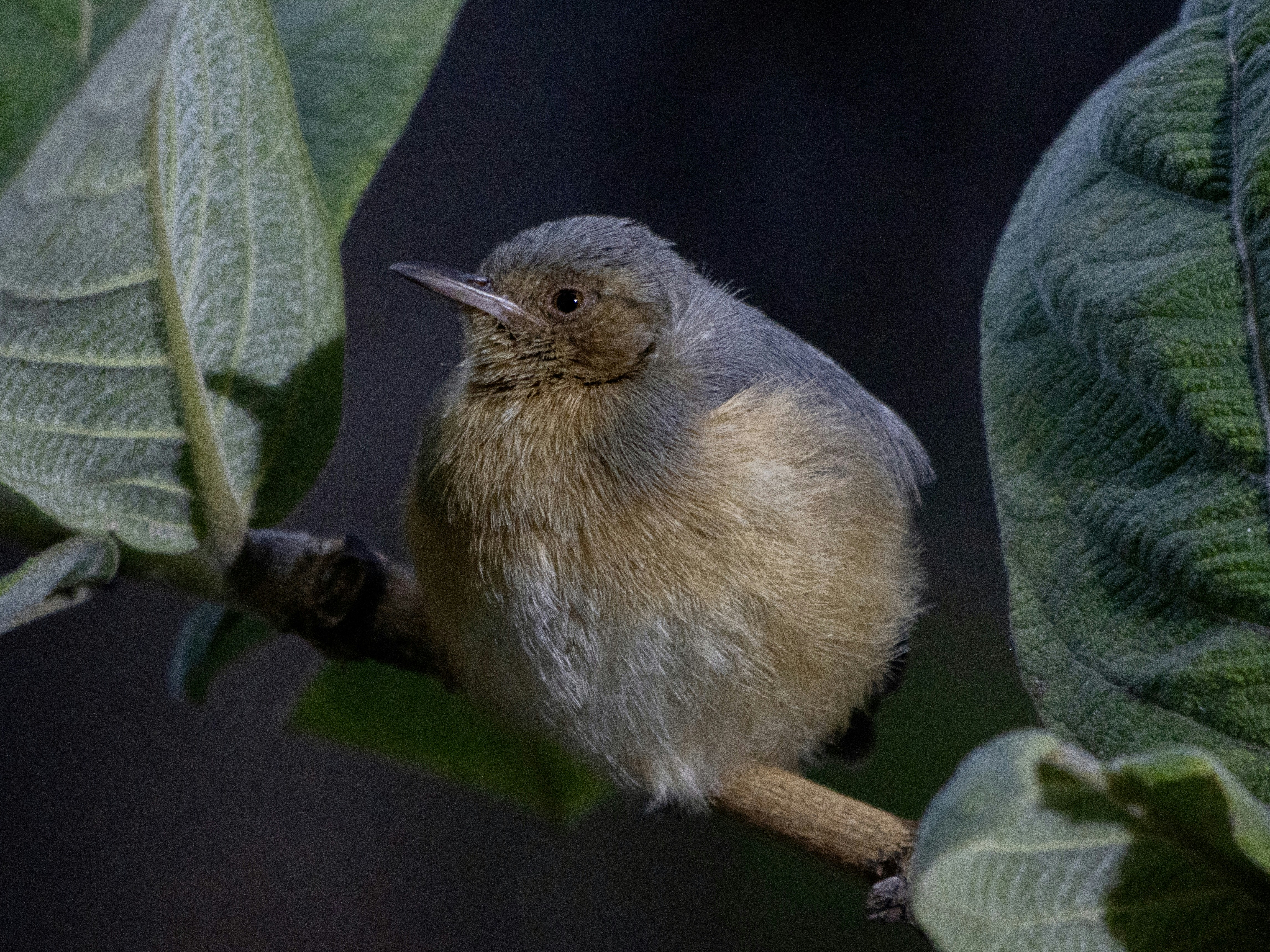 Soft-Lit Perch: Tiny Warbler Amid Foliage Shadows