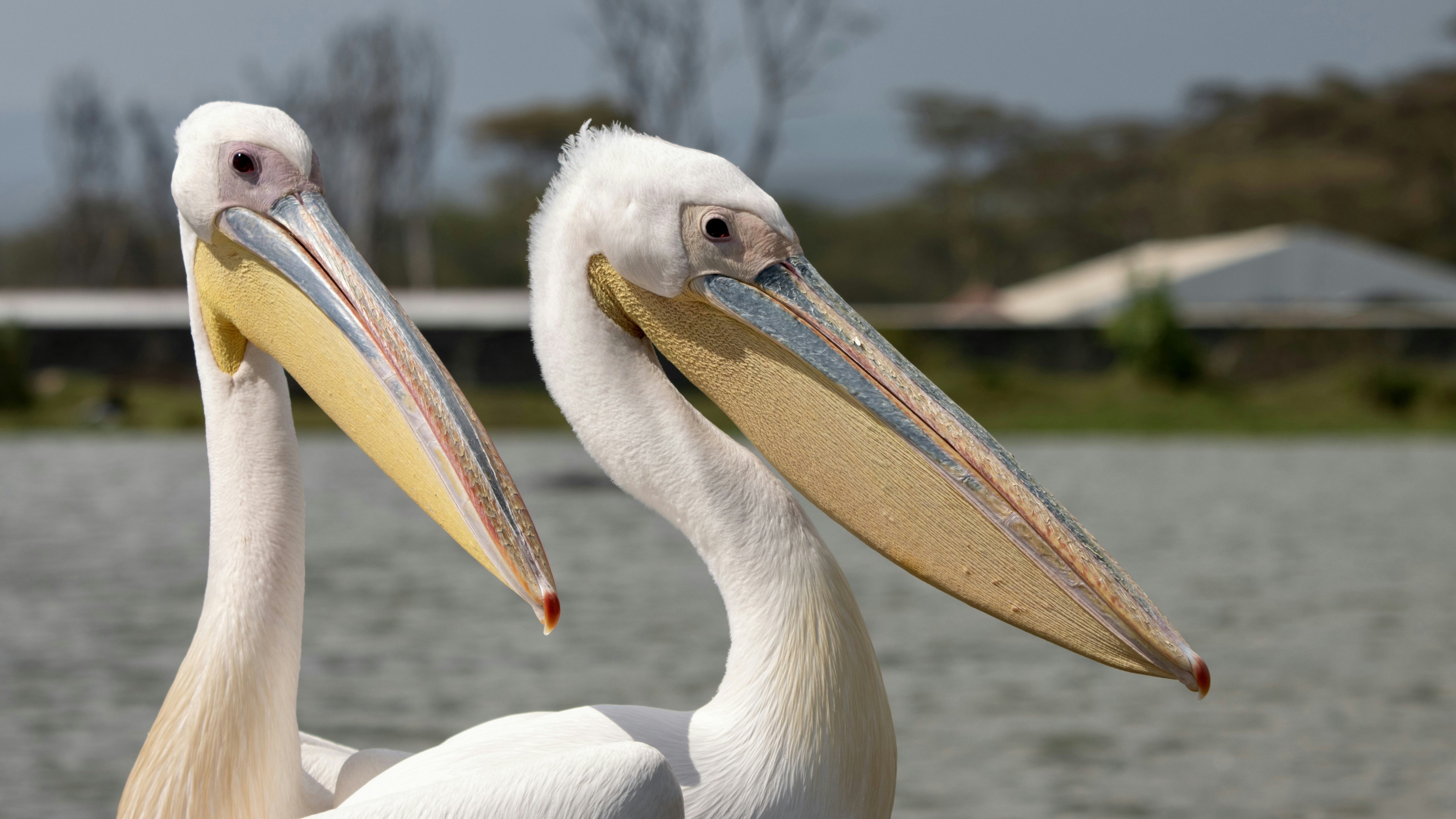 Two pelicans standing next to each other near a body of water photo ...
