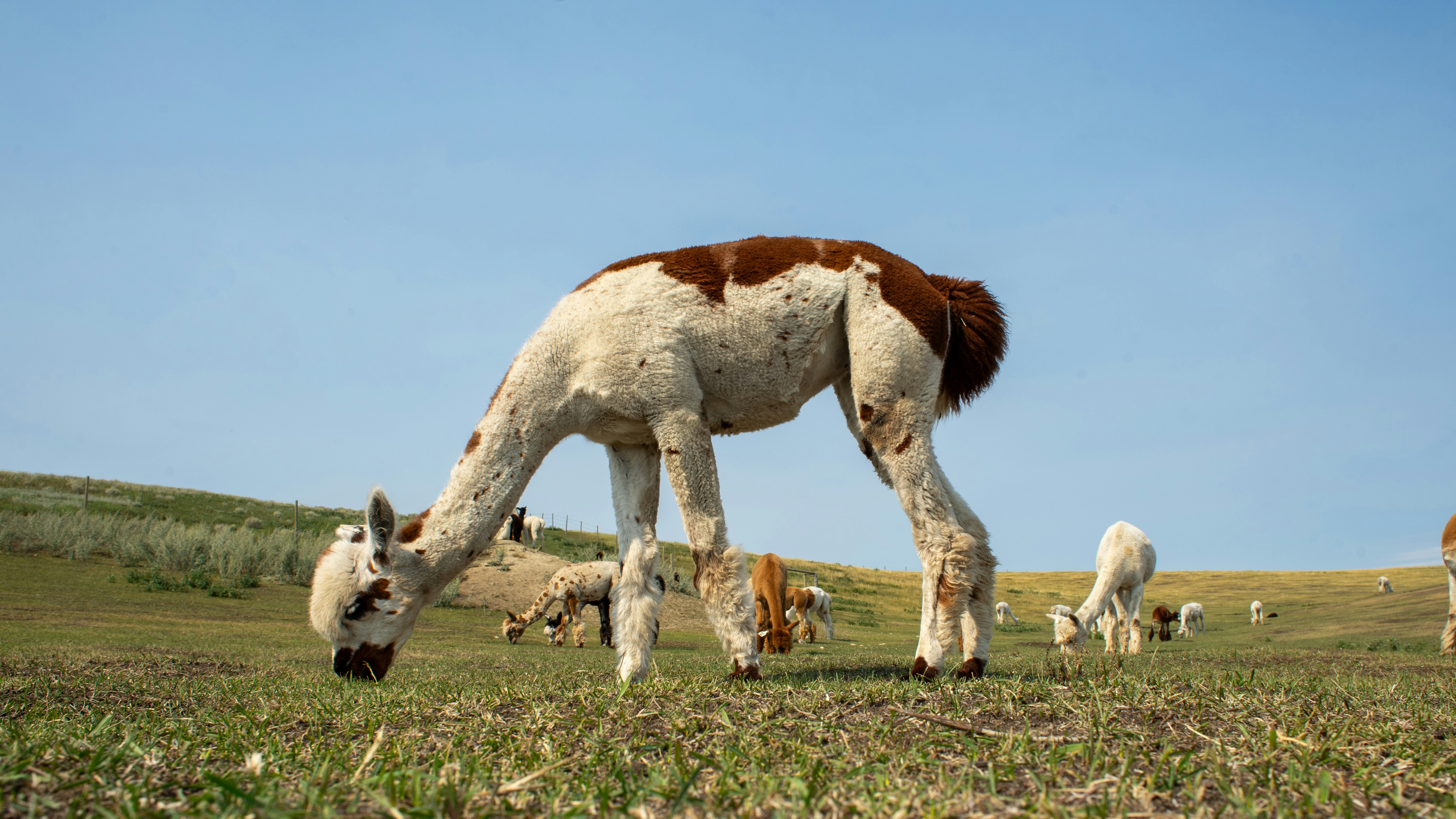 A herd of cattle grazing on a lush green field photo – Free Human Image ...