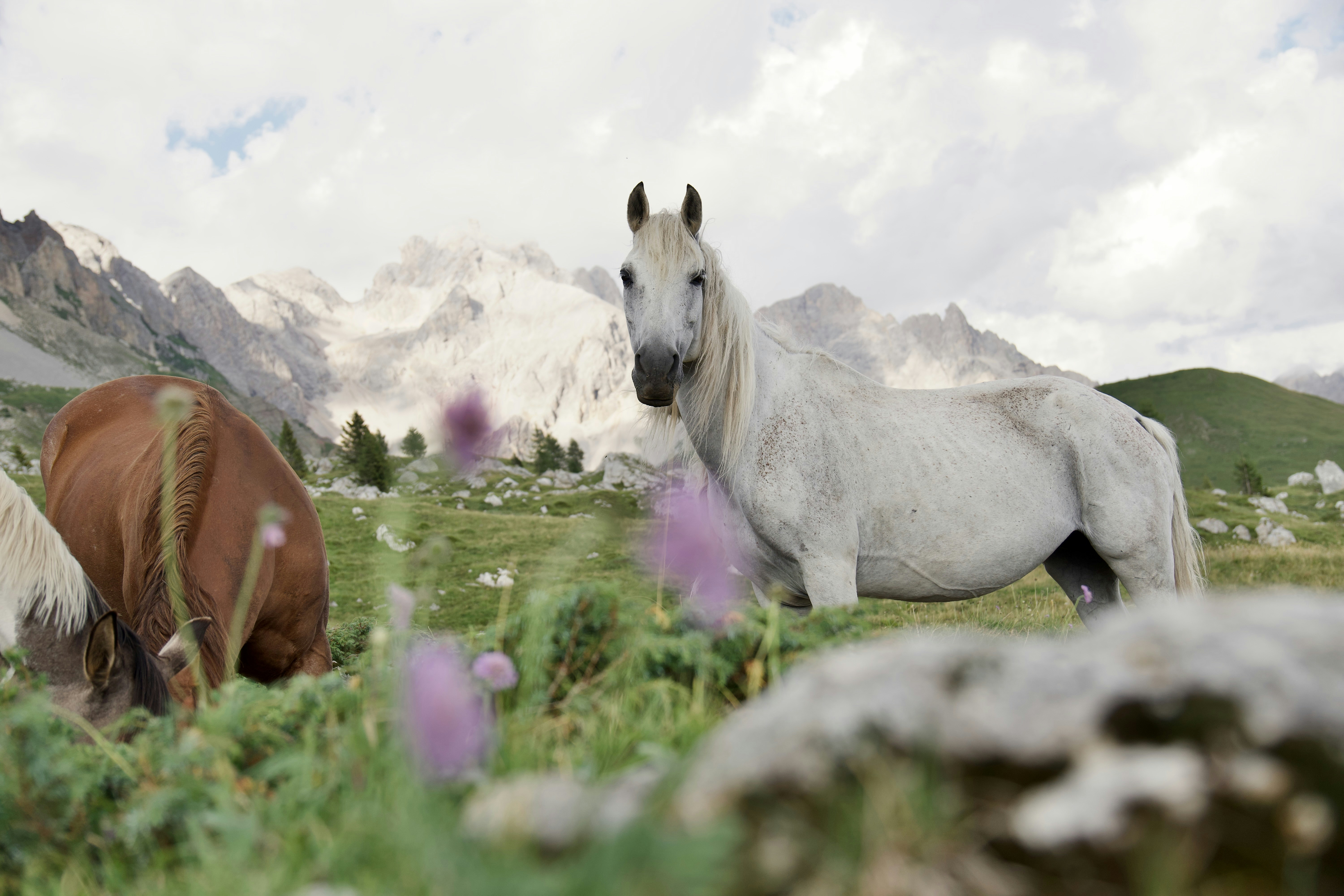 White Stallion in the Alpine Meadow, Beyond Purple Blooms and Snowy Peaks