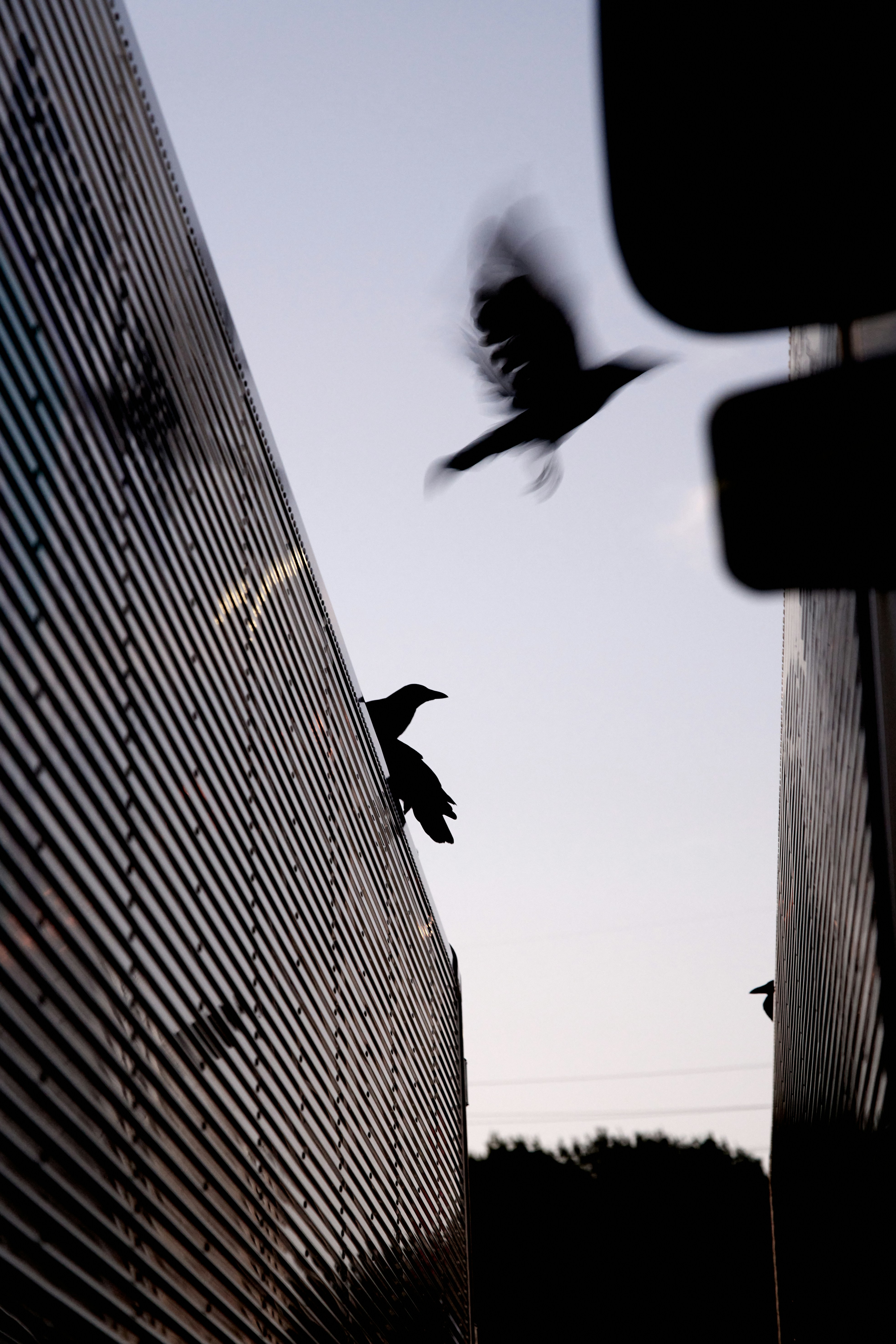 Dusk in the Steel Corridor: Crows Between Walls