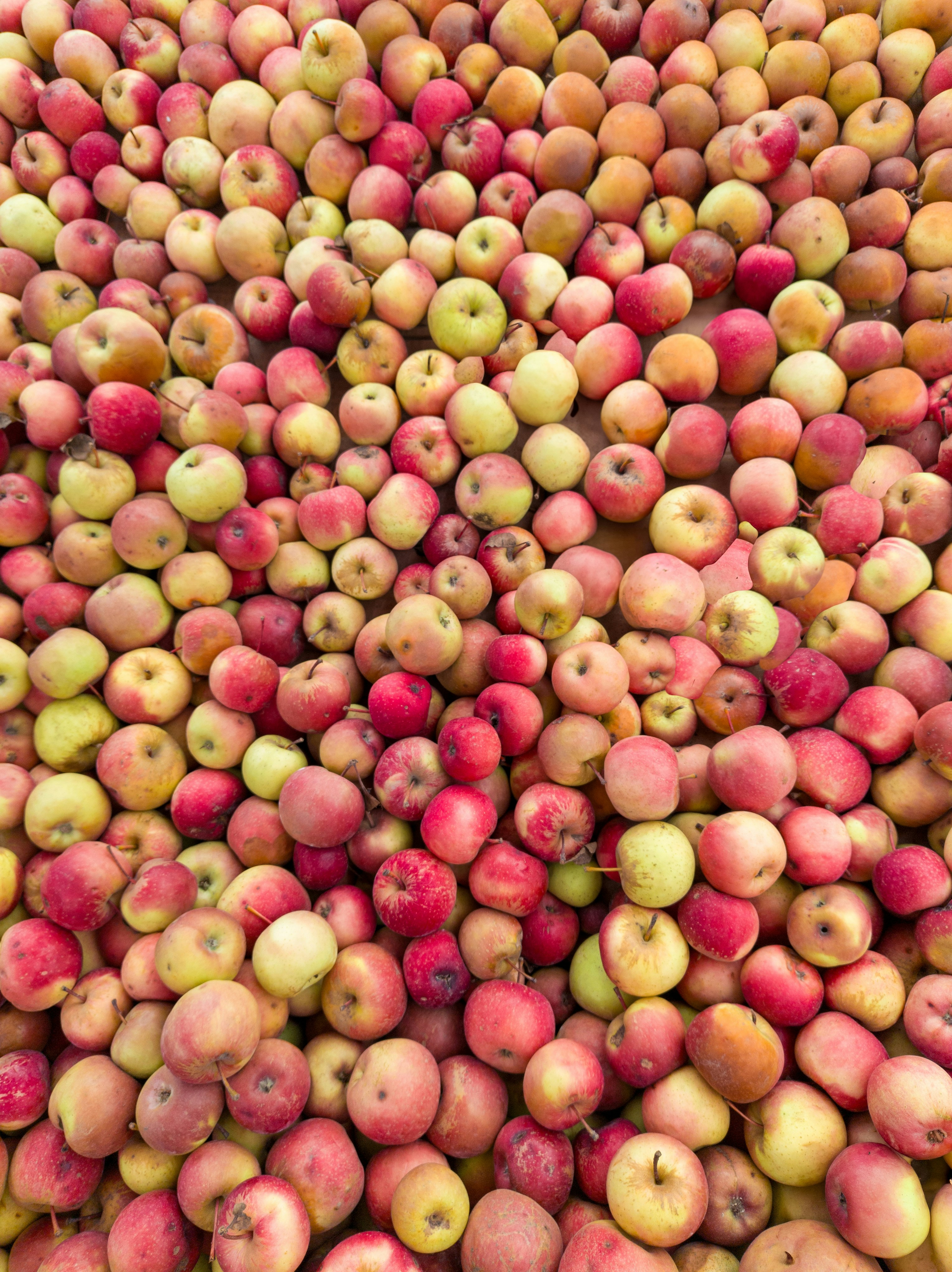 A large pile of red and green apples photo – Free Kerala Image on Unsplash