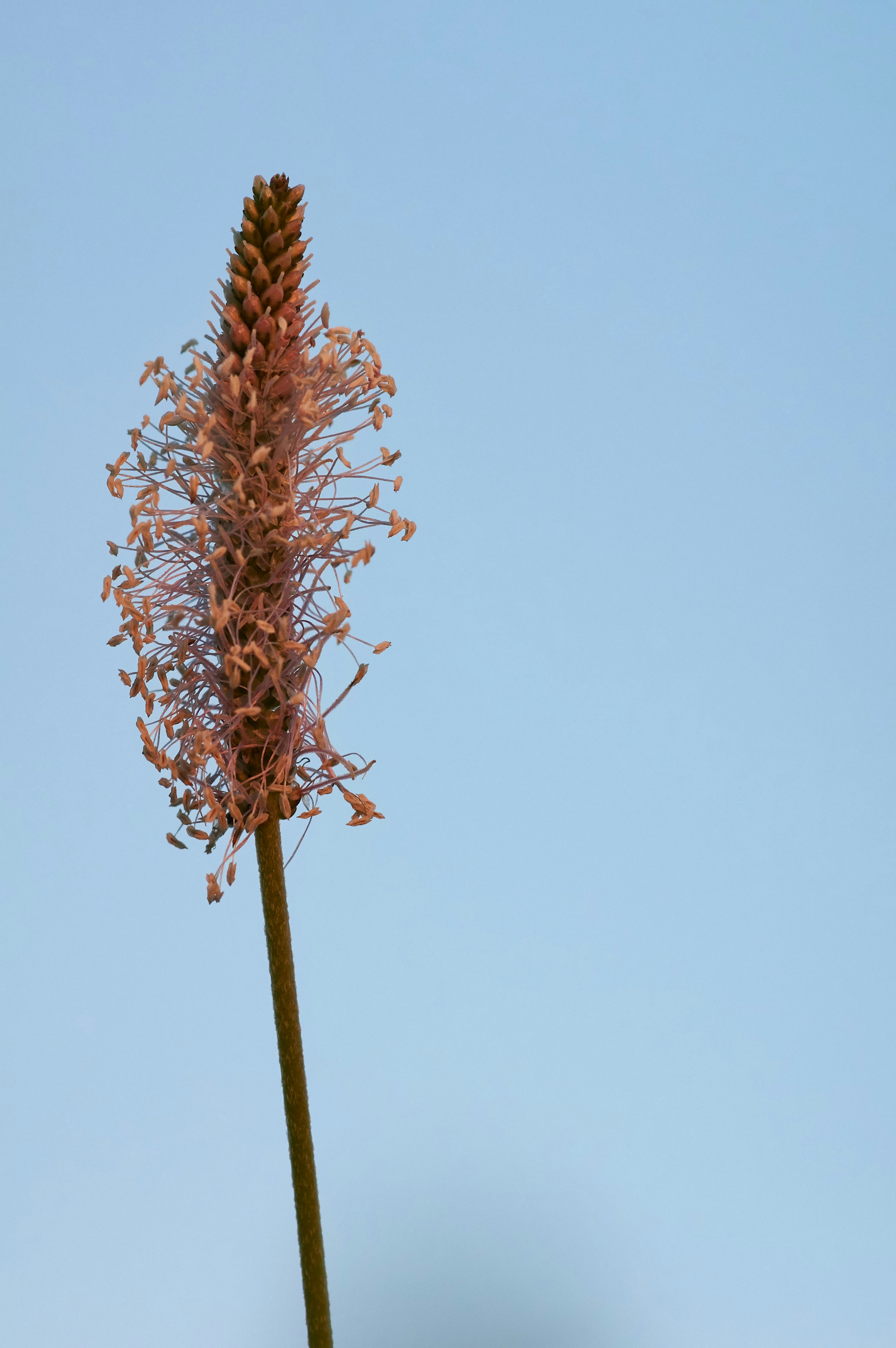 Pink Spire Against a Clear Azure Sky