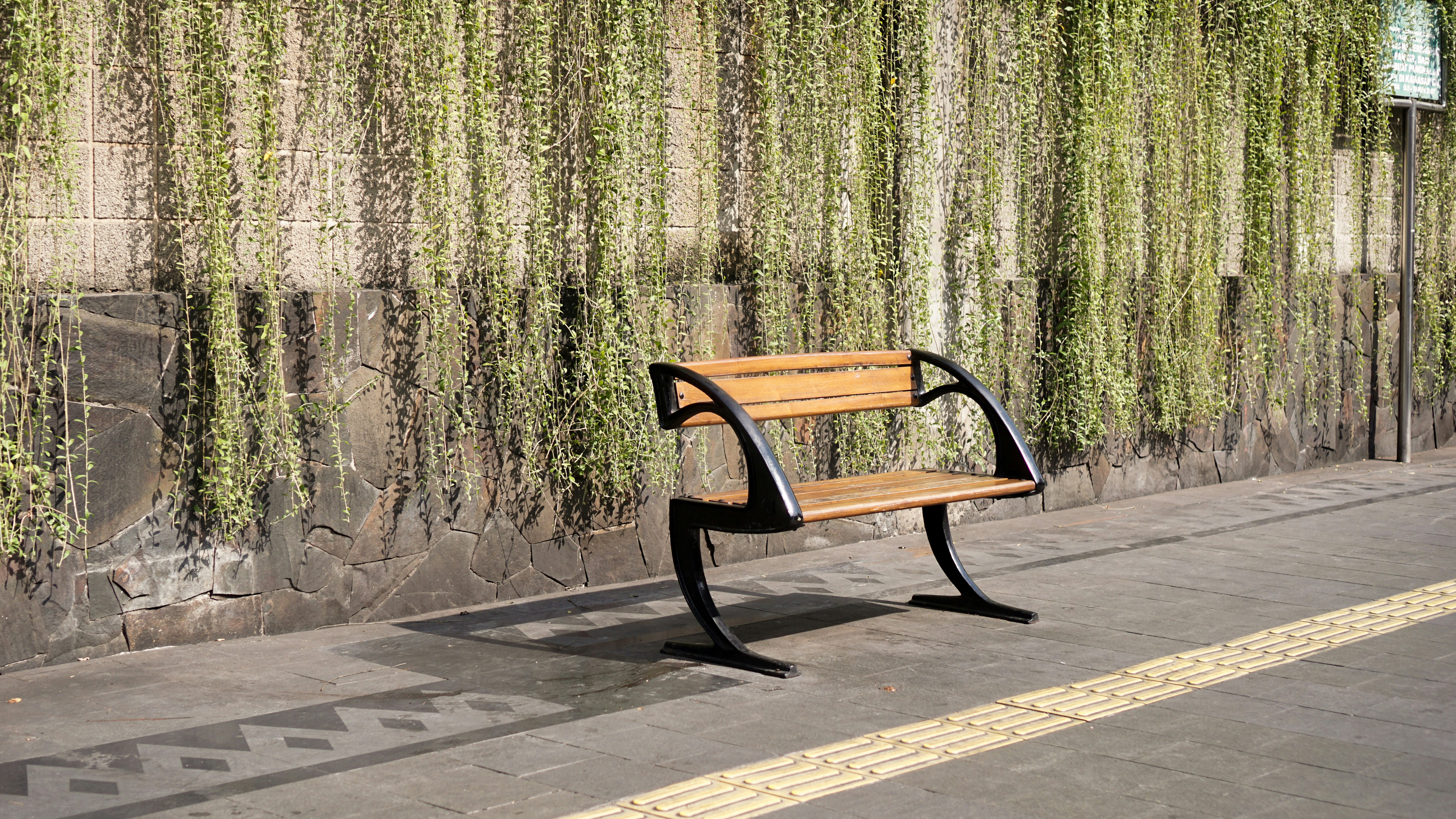 Vacant Bench Beneath a Curtain of Weeping Green