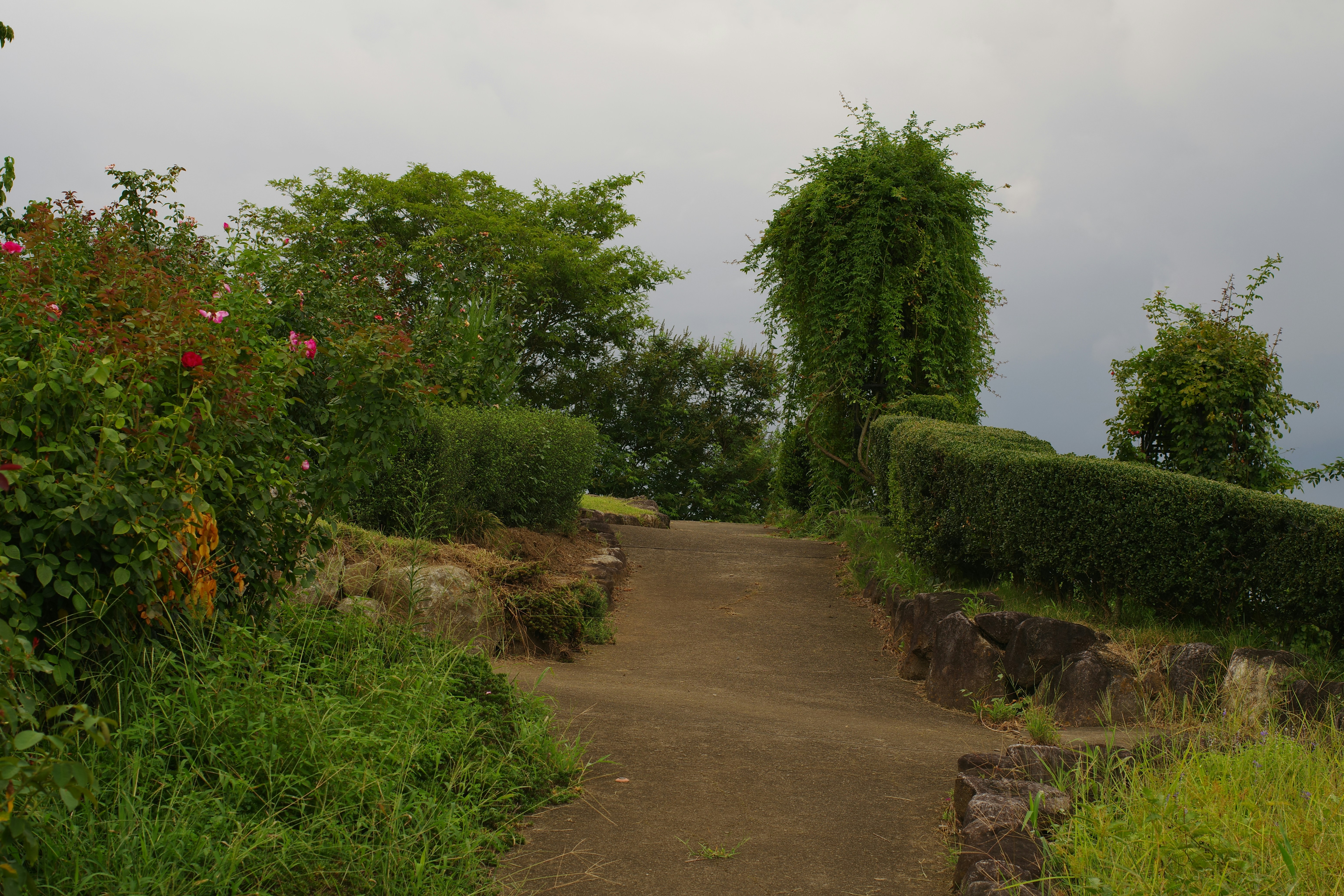 A dirt path surrounded by bushes and flowers photo – Free ポーチ Image on ...