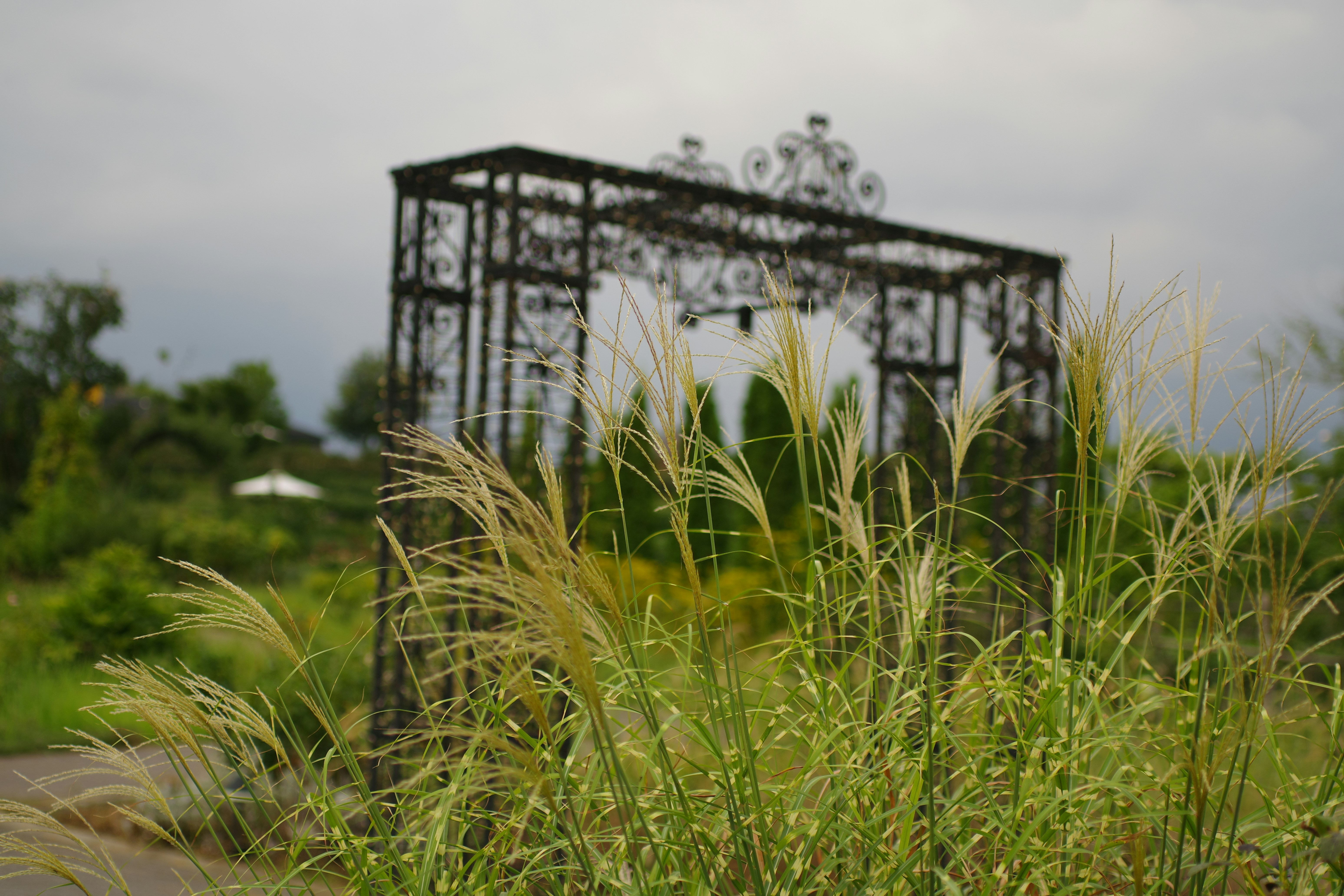 Whispers of Grass Before a Weathered Iron Gate