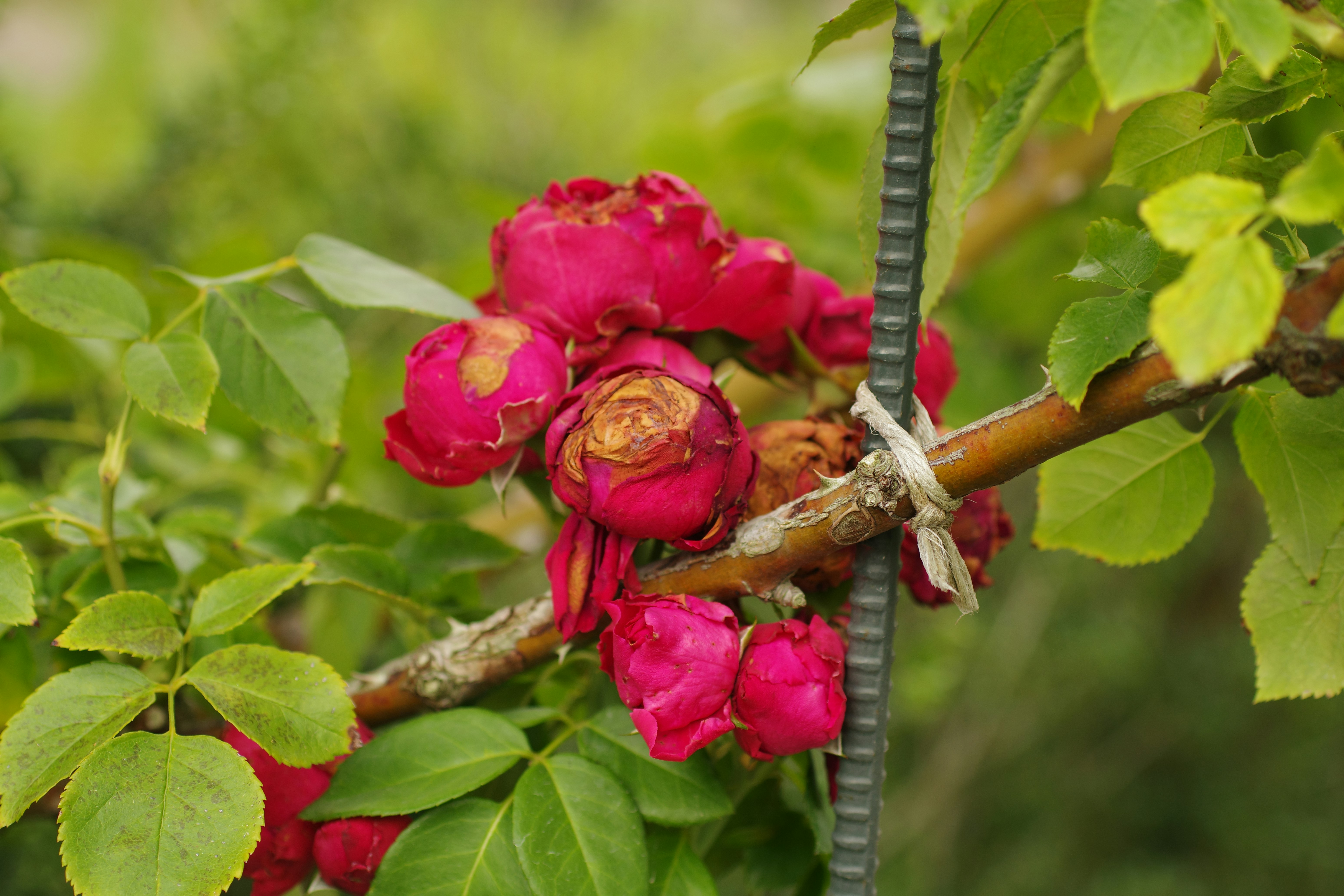 Crimson roses tangled with a weathered tie on a thorny branch