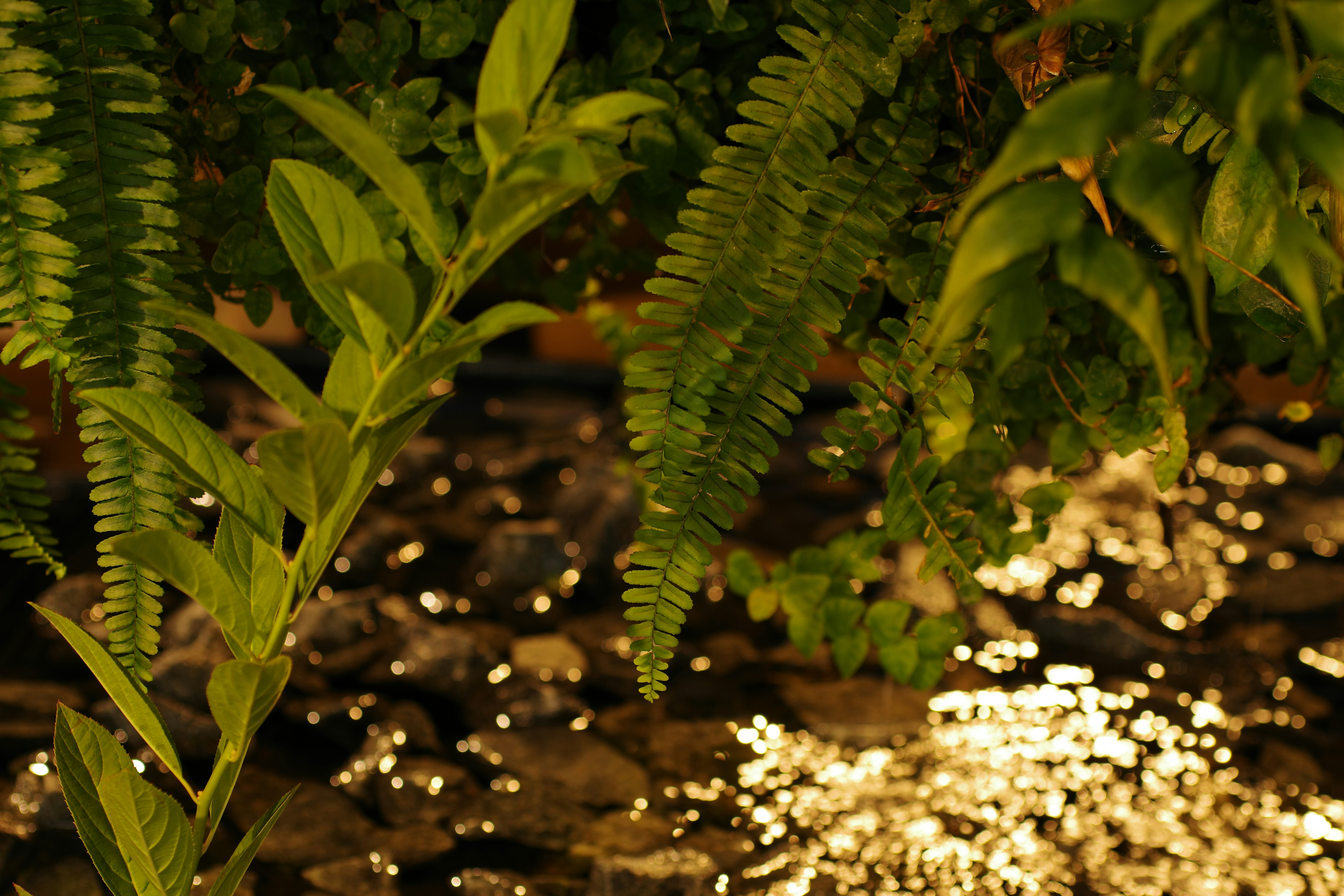 Photo by Naoki Suzuki with Pentax K-3 III