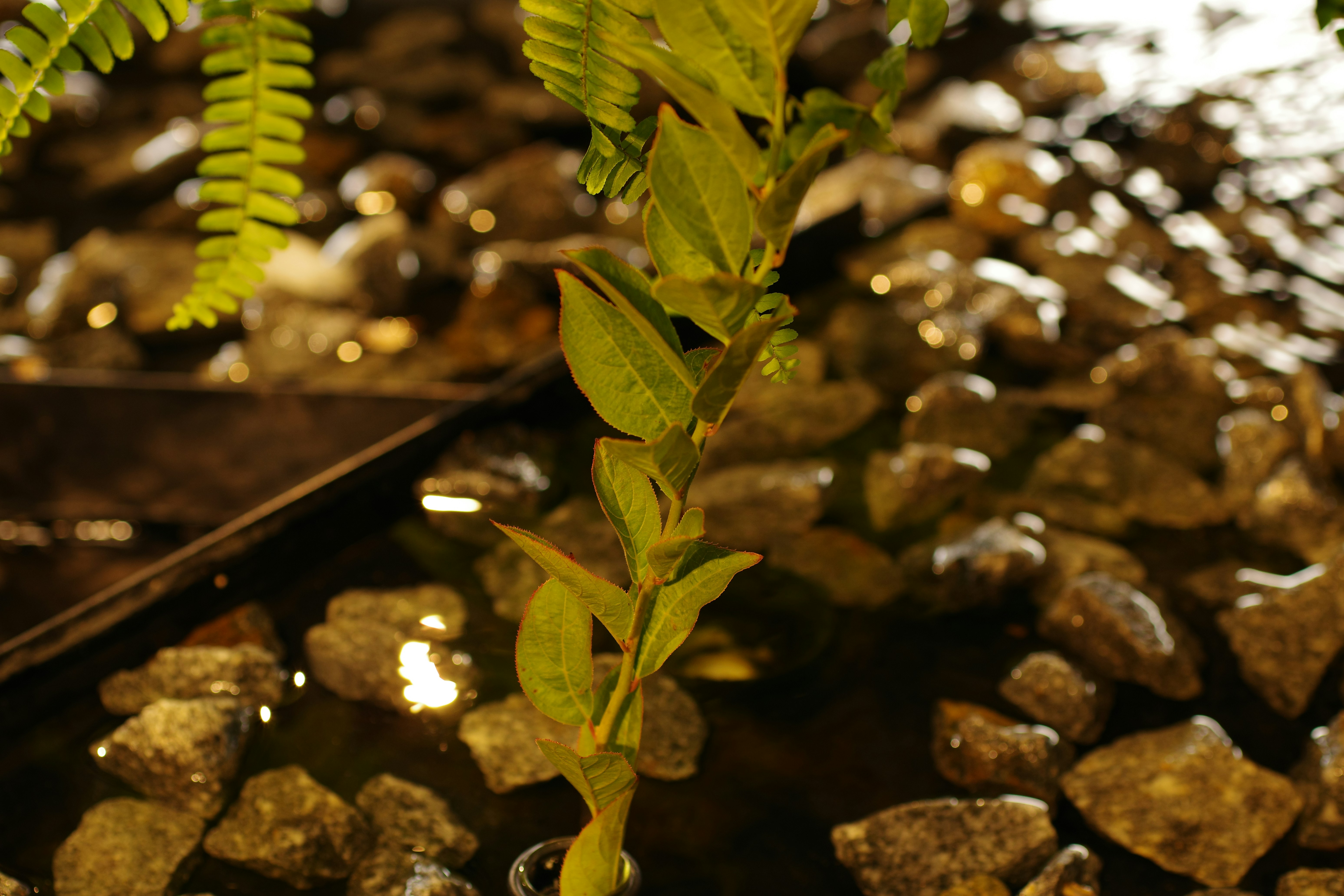 Amber-Glow Fern Amid River Rocks