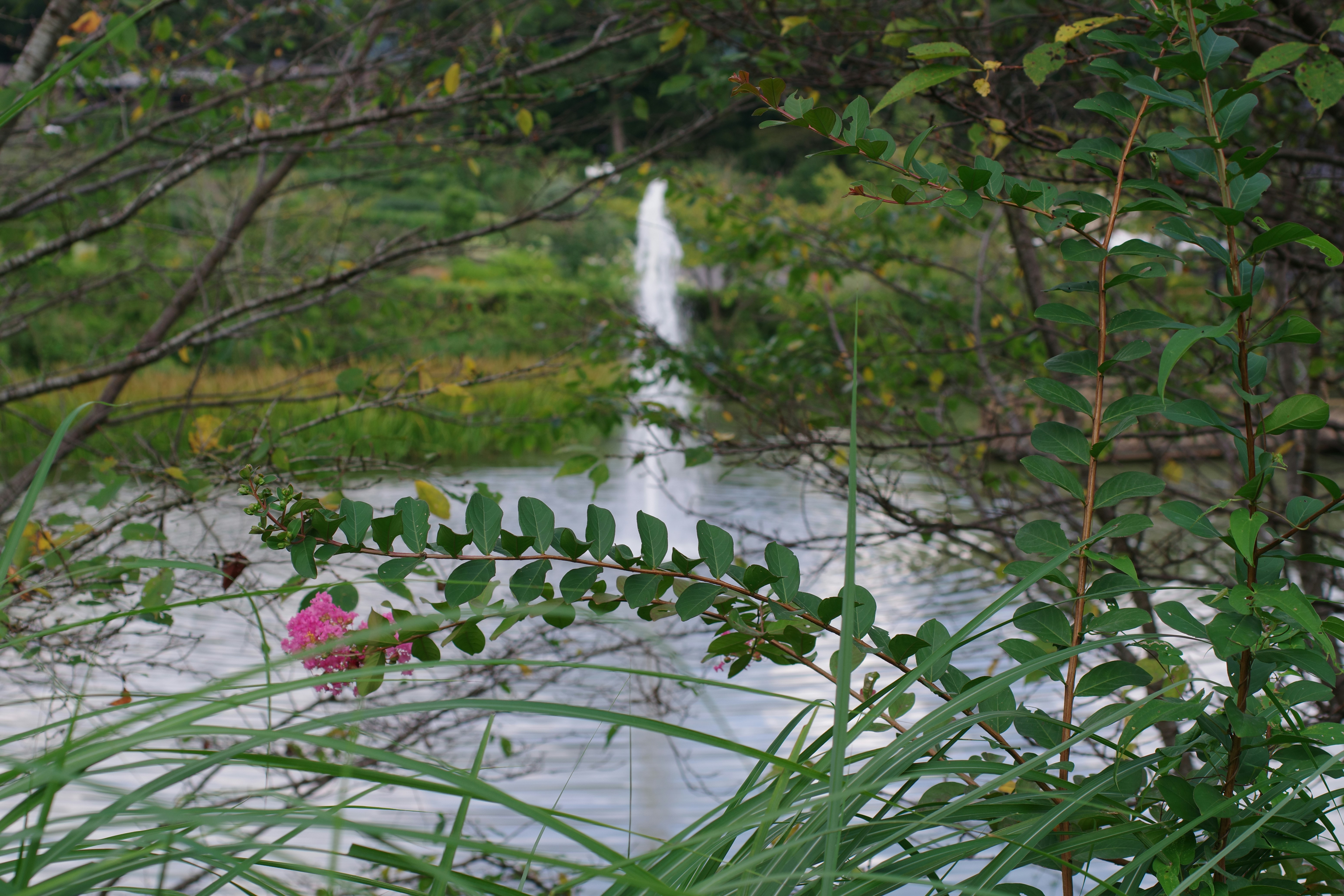 Beautiful green and flower garden、新緑と美しい花が織りなす絶景 A superb view of fresh greenery and beautiful flowers、Give a bouquet of flowers 花束贈るA superb view of Japan's beautiful village and flowers
