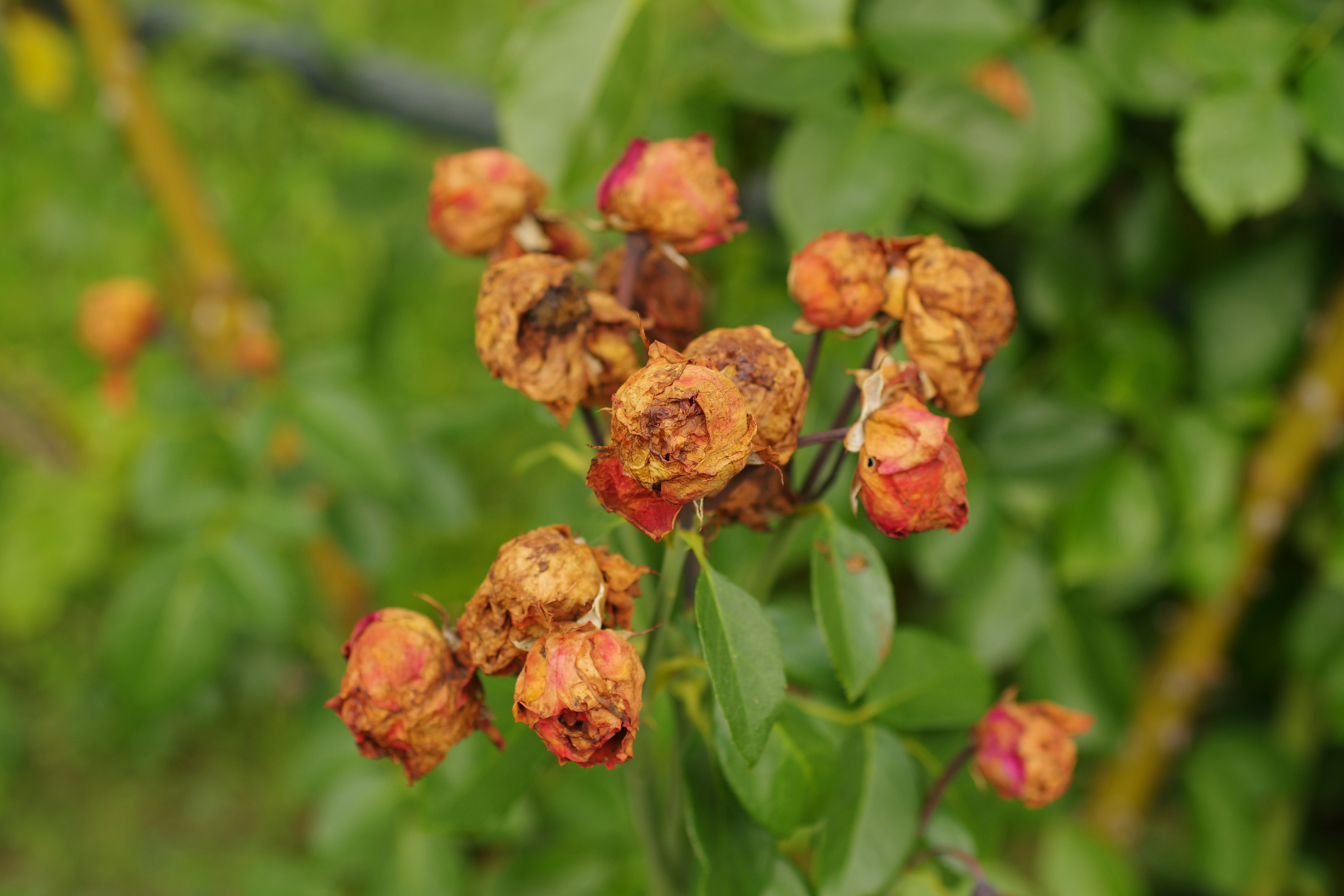 Withered Rose Cluster in a Quiet Garden
