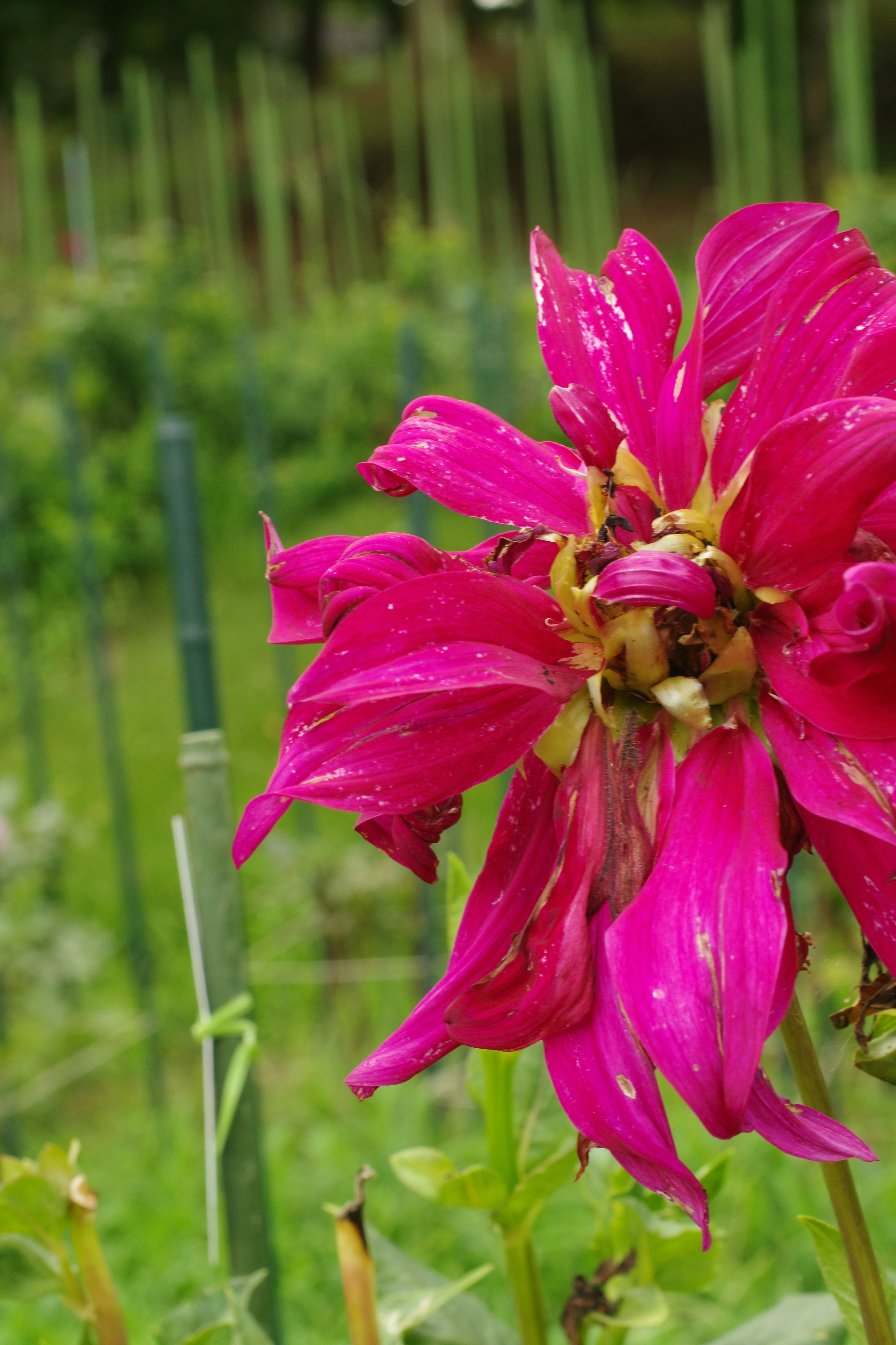 Crimson Bloom Reaching for the Sunlight