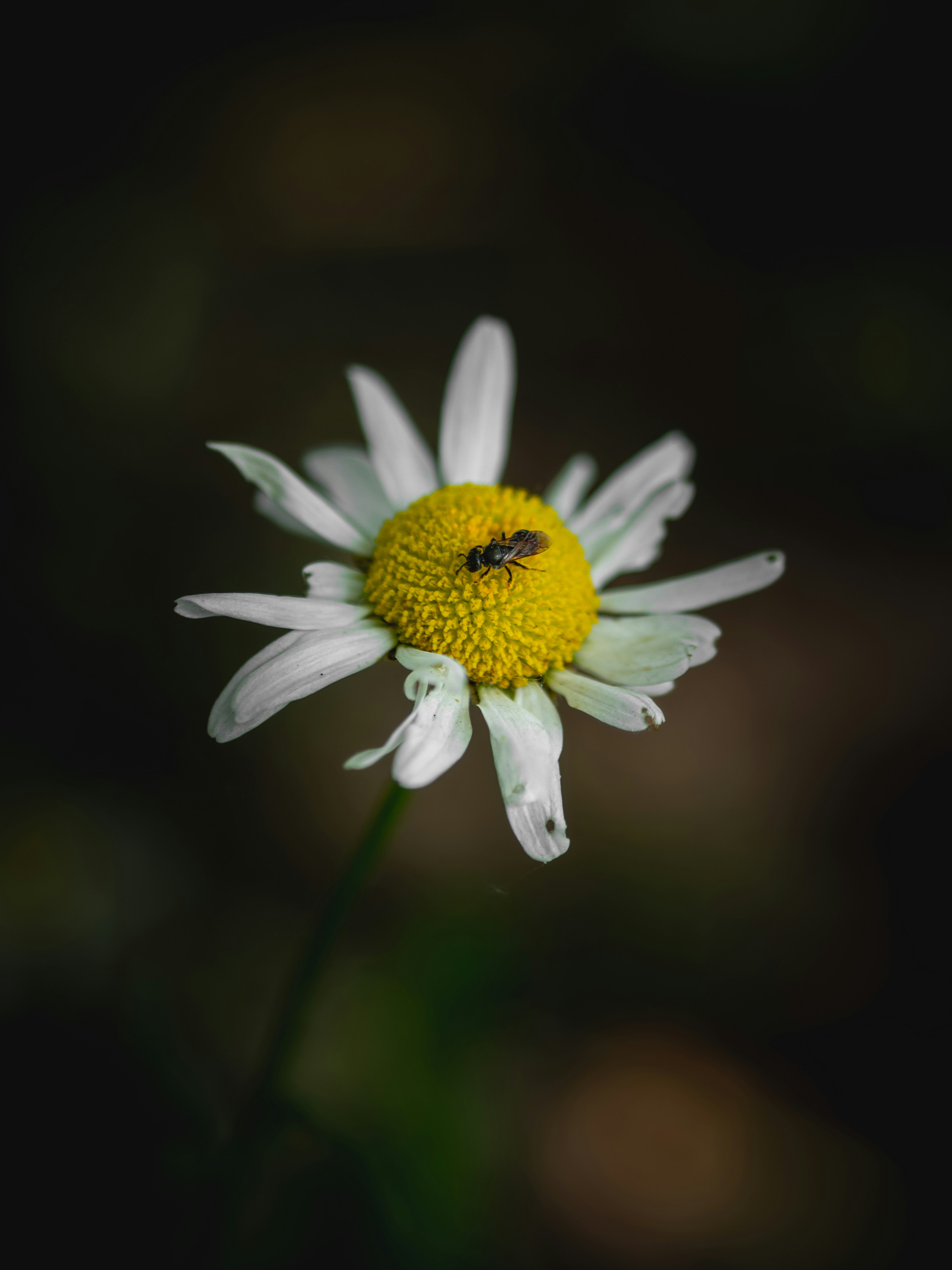 Photo by Jon Lanzieri with Olympus PEN E-P7