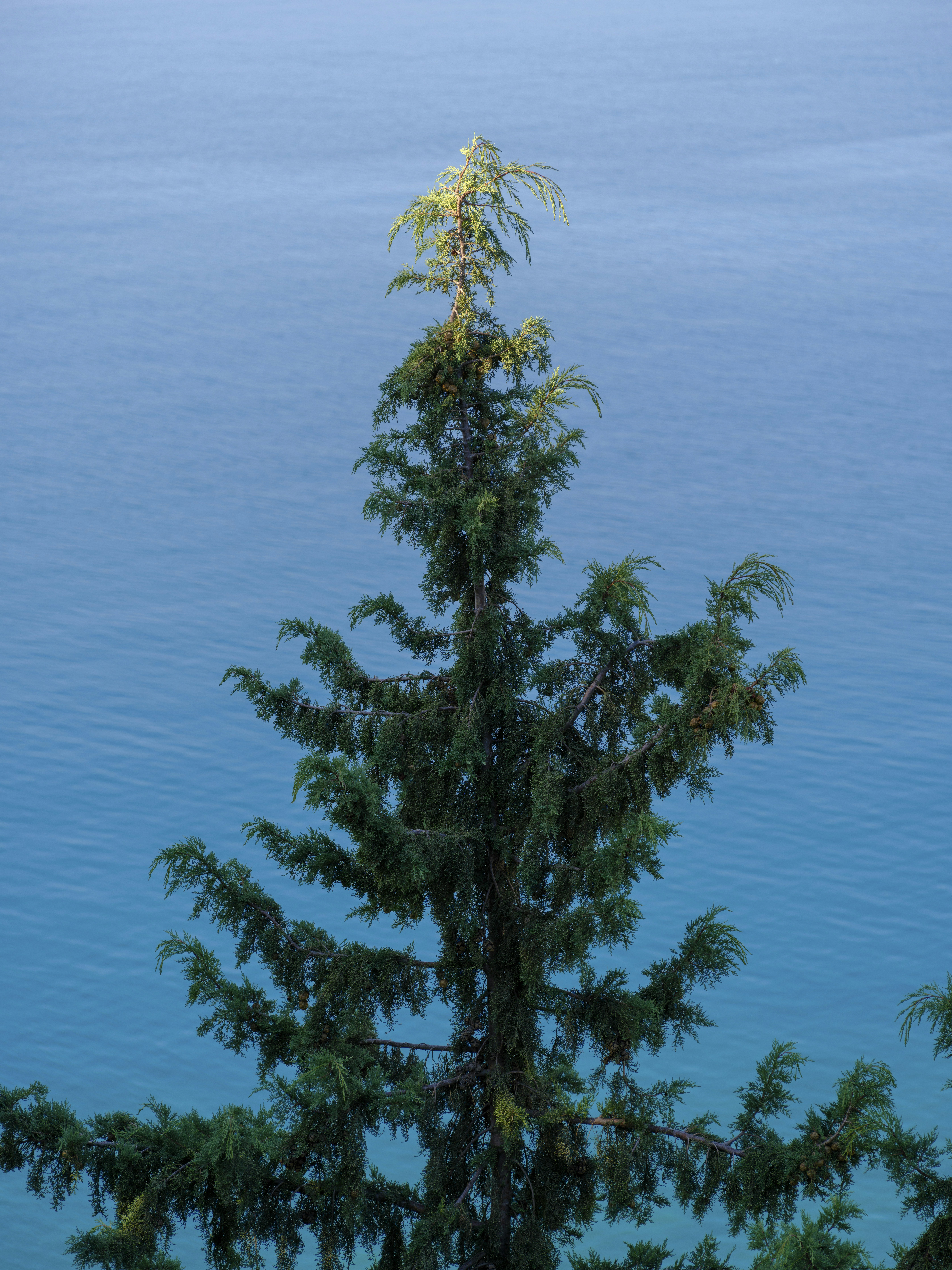 Lone Cedar Reaching Toward the Azure Expanse