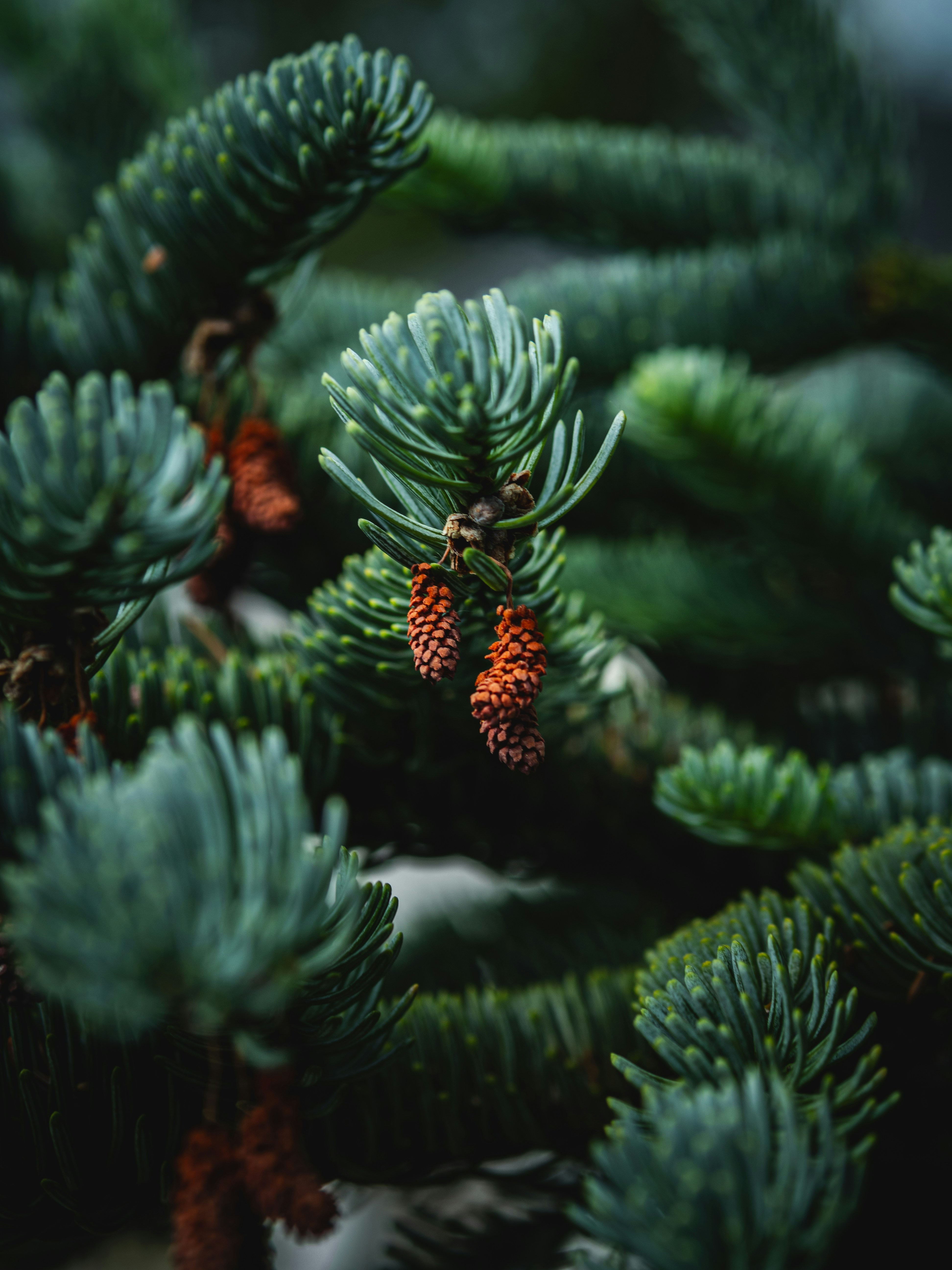 A close up of a bunch of pine cones photo – Free Portland Image on Unsplash
