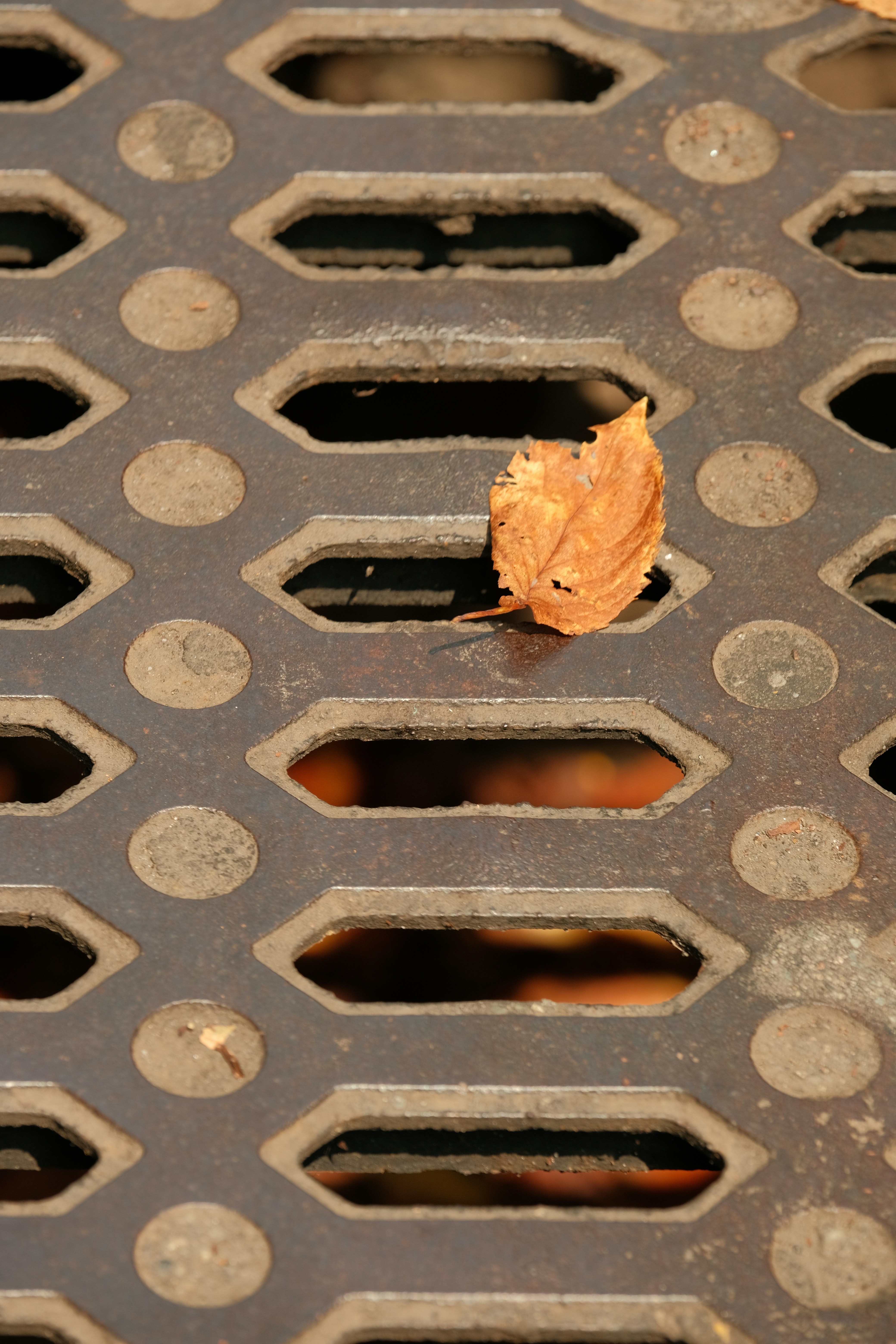 Solitary autumn leaf rests on a rusted metal grate, where geometric slots meet delicate veins