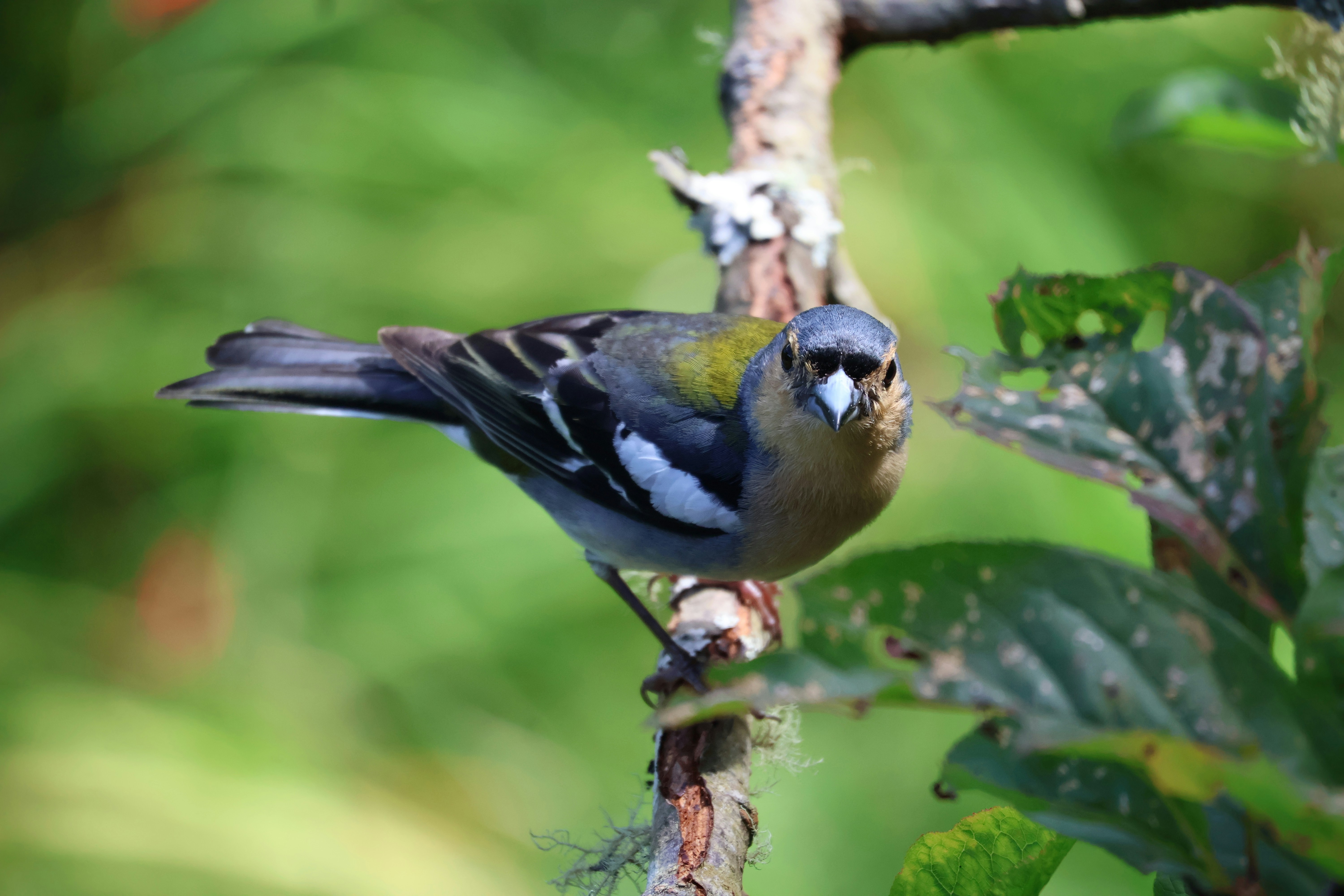 Curious Avian Encounter
