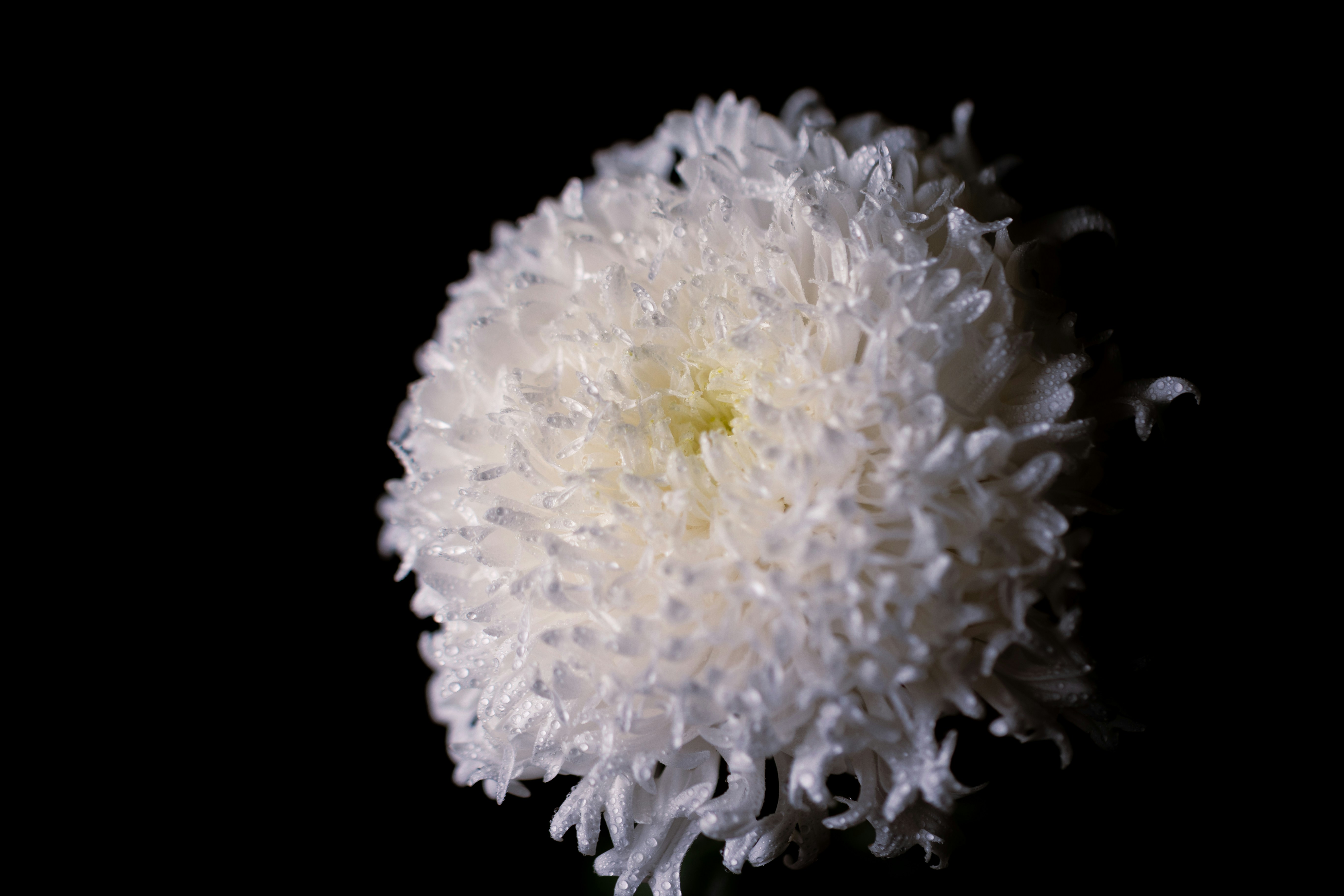 White Micro-Flower Orb: A Macro Moment in Velvet Black
