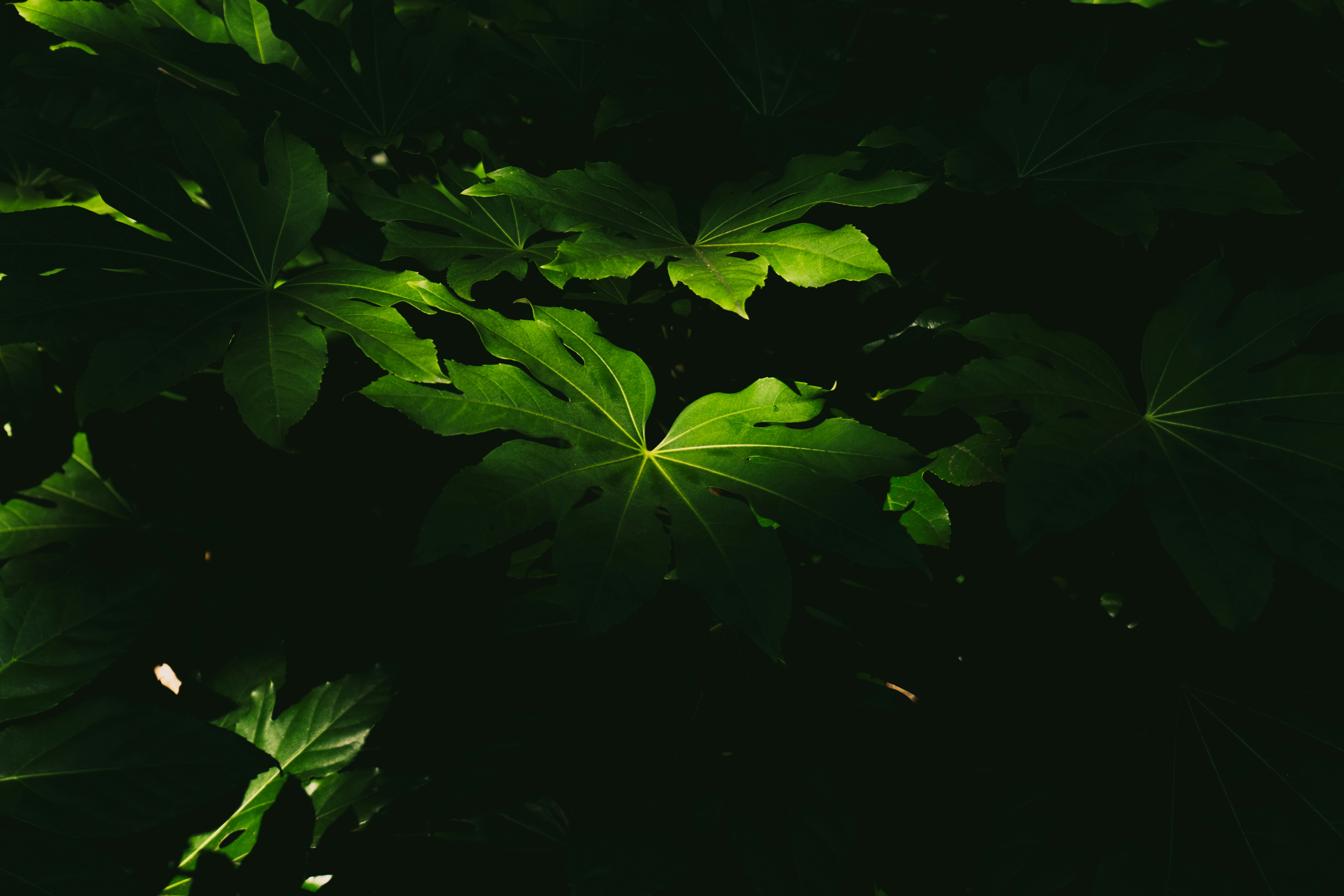 Photo by Aasing Gwok with Panasonic Lumix S5 II