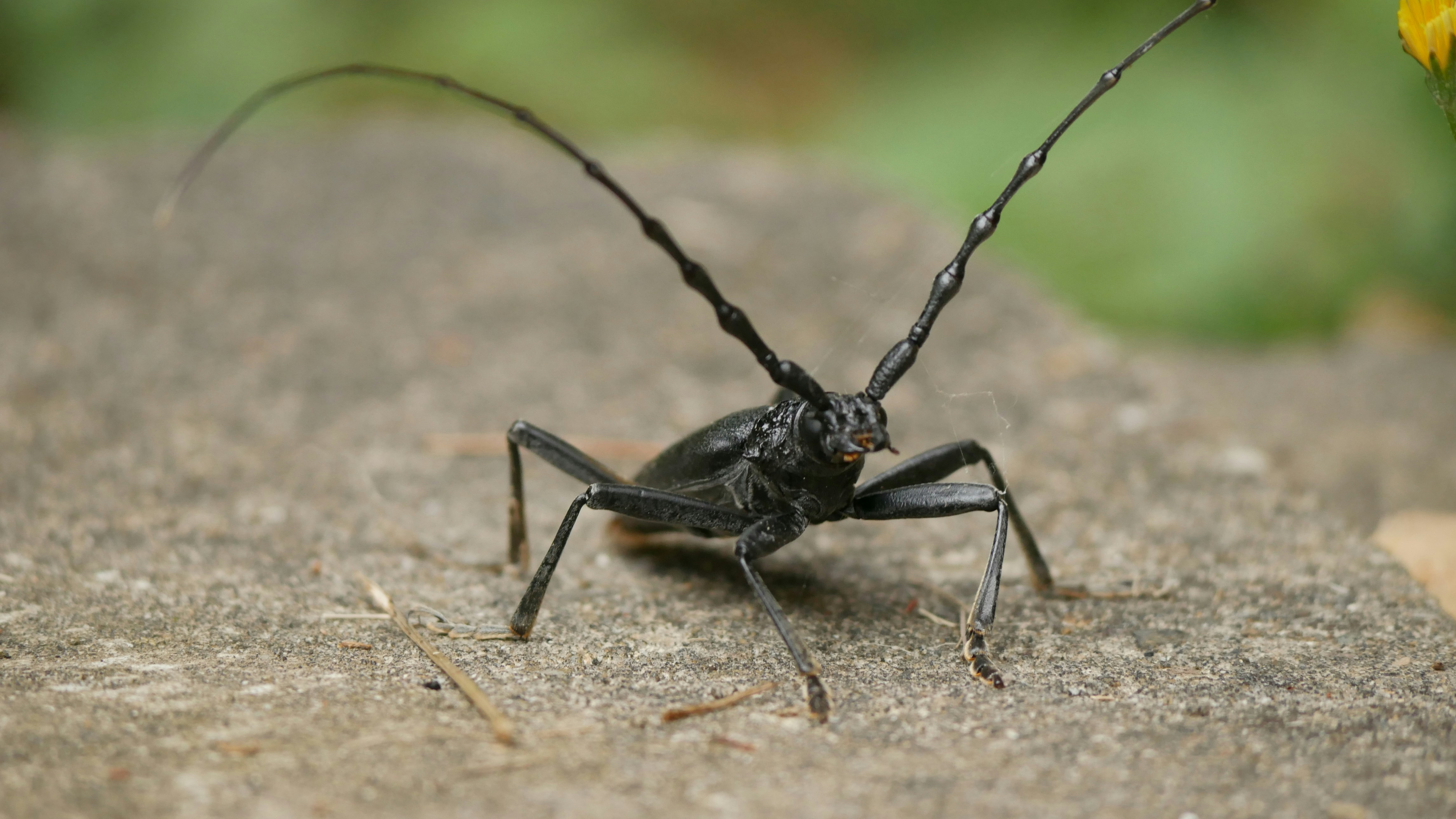 A macro photograph of a black longhorn beetle with exceptionally long antennae perched on a textured concrete surface. The shallow depth of field renders the background softly green while keeping the insect in sharp focus.
