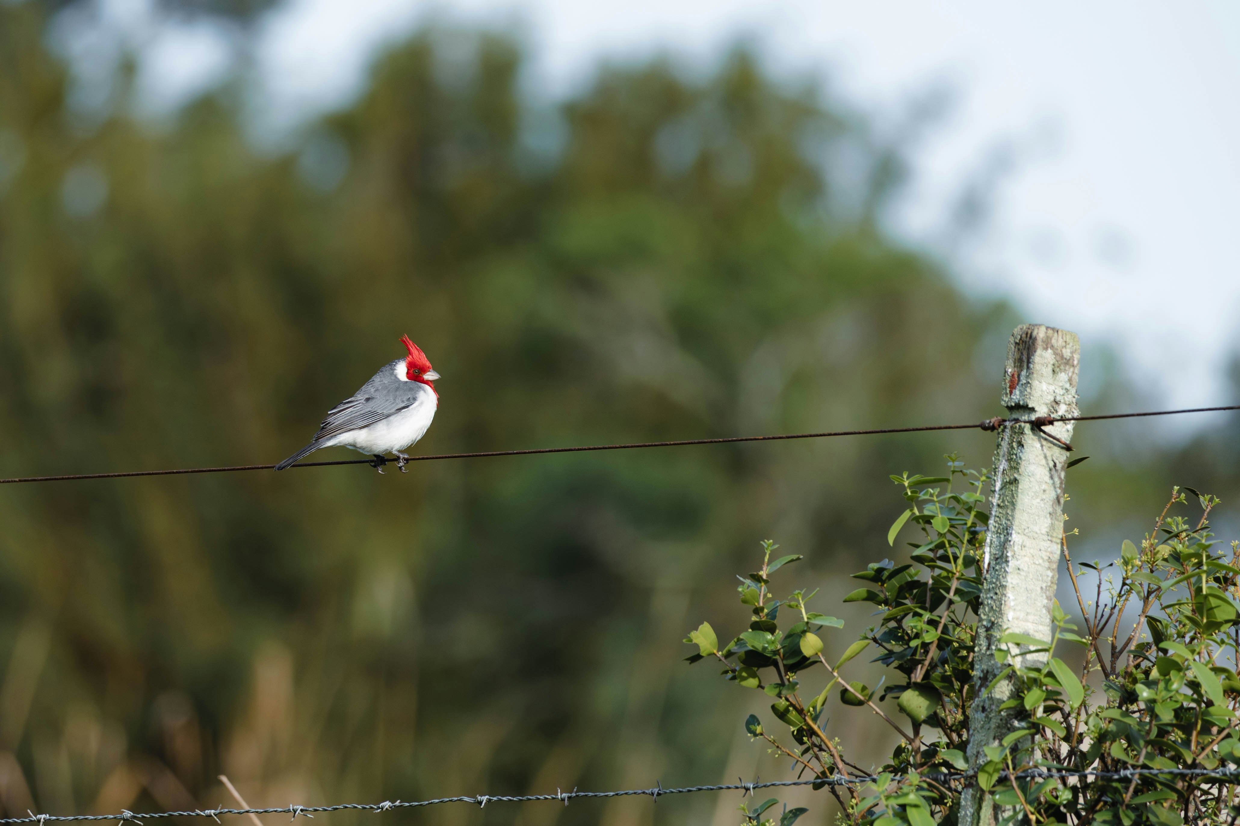 Crimson Crest on a Weathered Wire