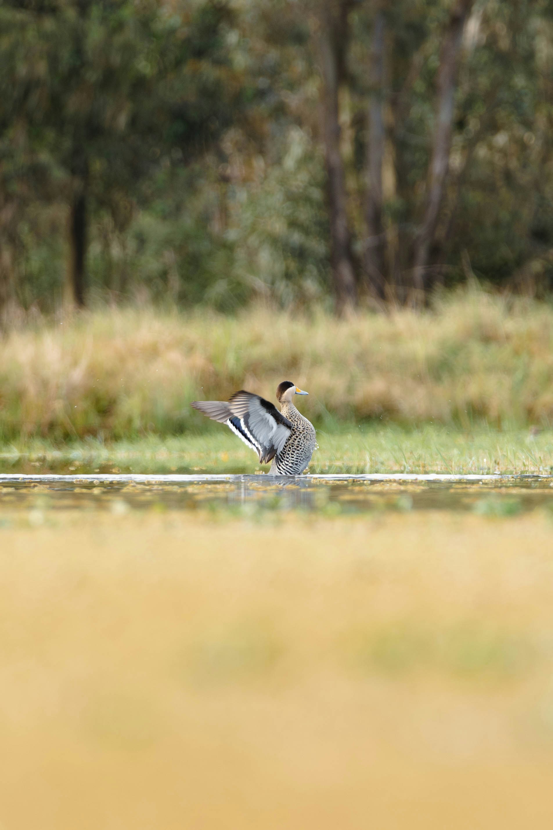 Edge of Awakening: A Duck Unfolds Its Wings at a Quiet Pond