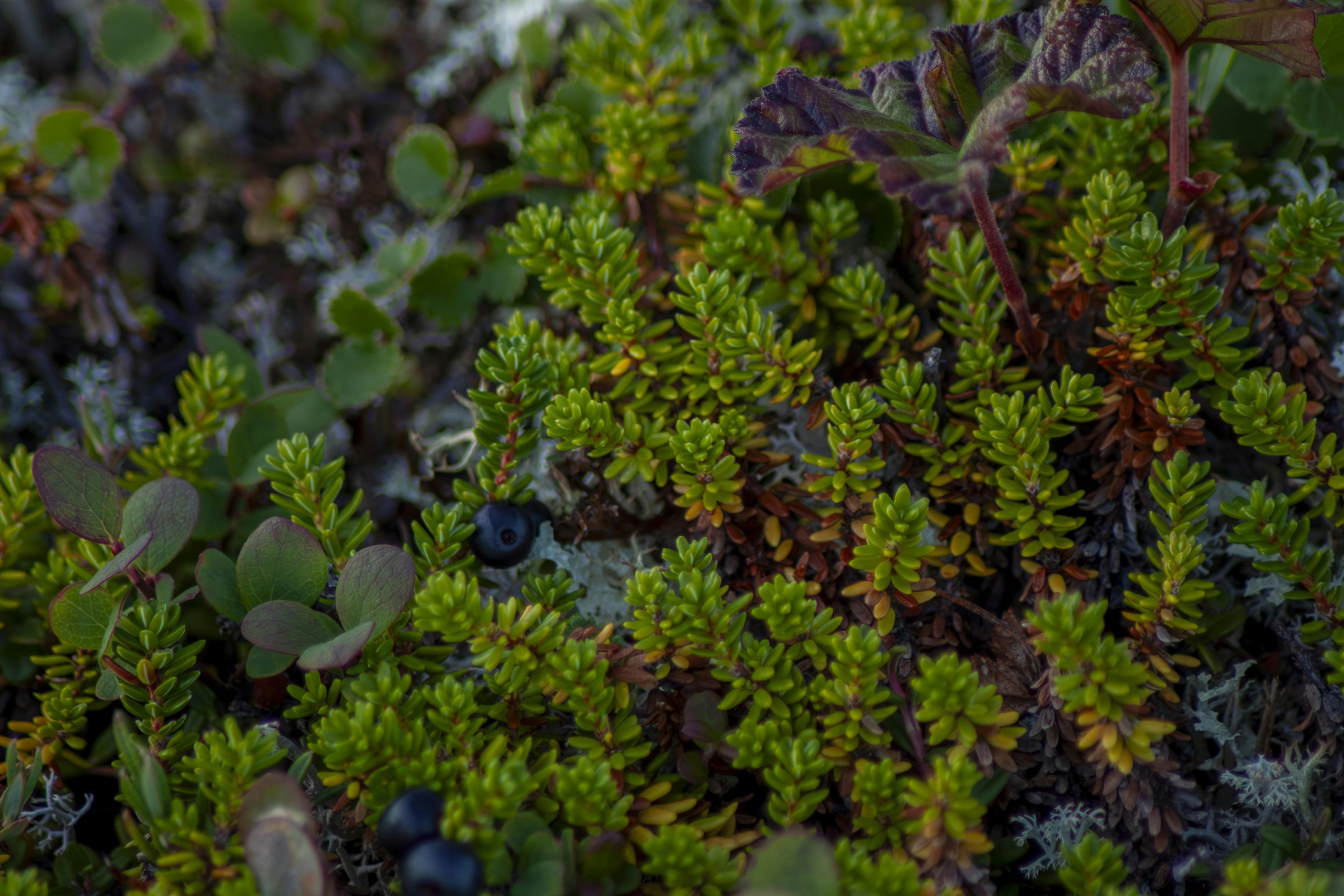 Photo by Jayde Keroi with Canon EOS 500D